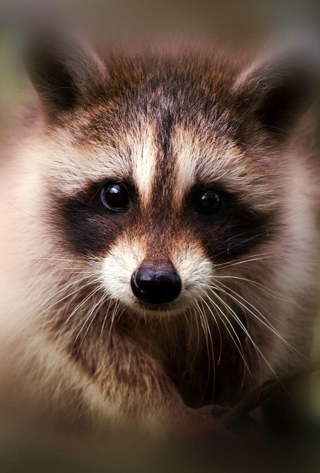 Cute Raccoon Wallpapers - Top Free Cute Raccoon Backgrounds ...