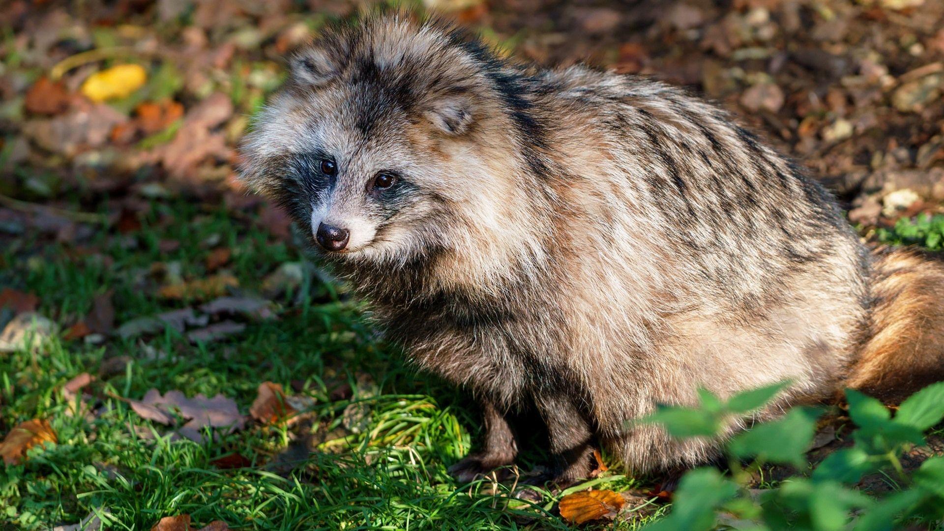 Cute Raccoon Wallpapers - Top Free Cute Raccoon Backgrounds ...