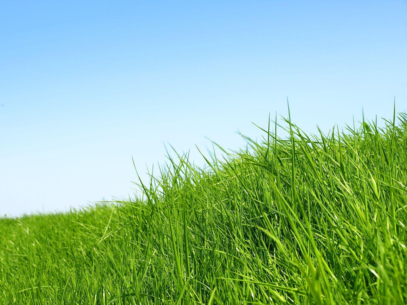 Sky and Grass Wallpapers - Top Free Sky and Grass Backgrounds ...
