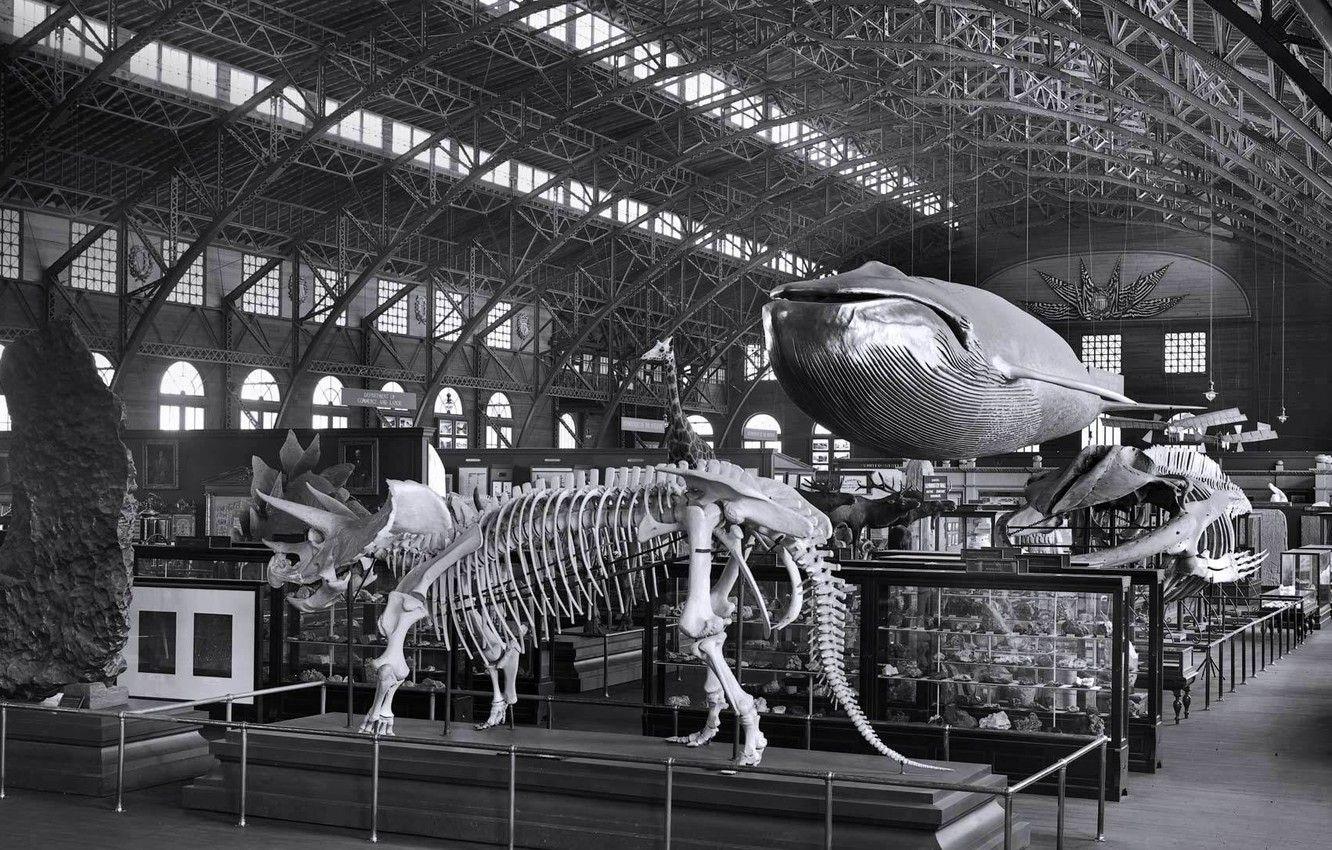 Smithsonian Wallpapers - Top Free Smithsonian Backgrounds - WallpaperAccess