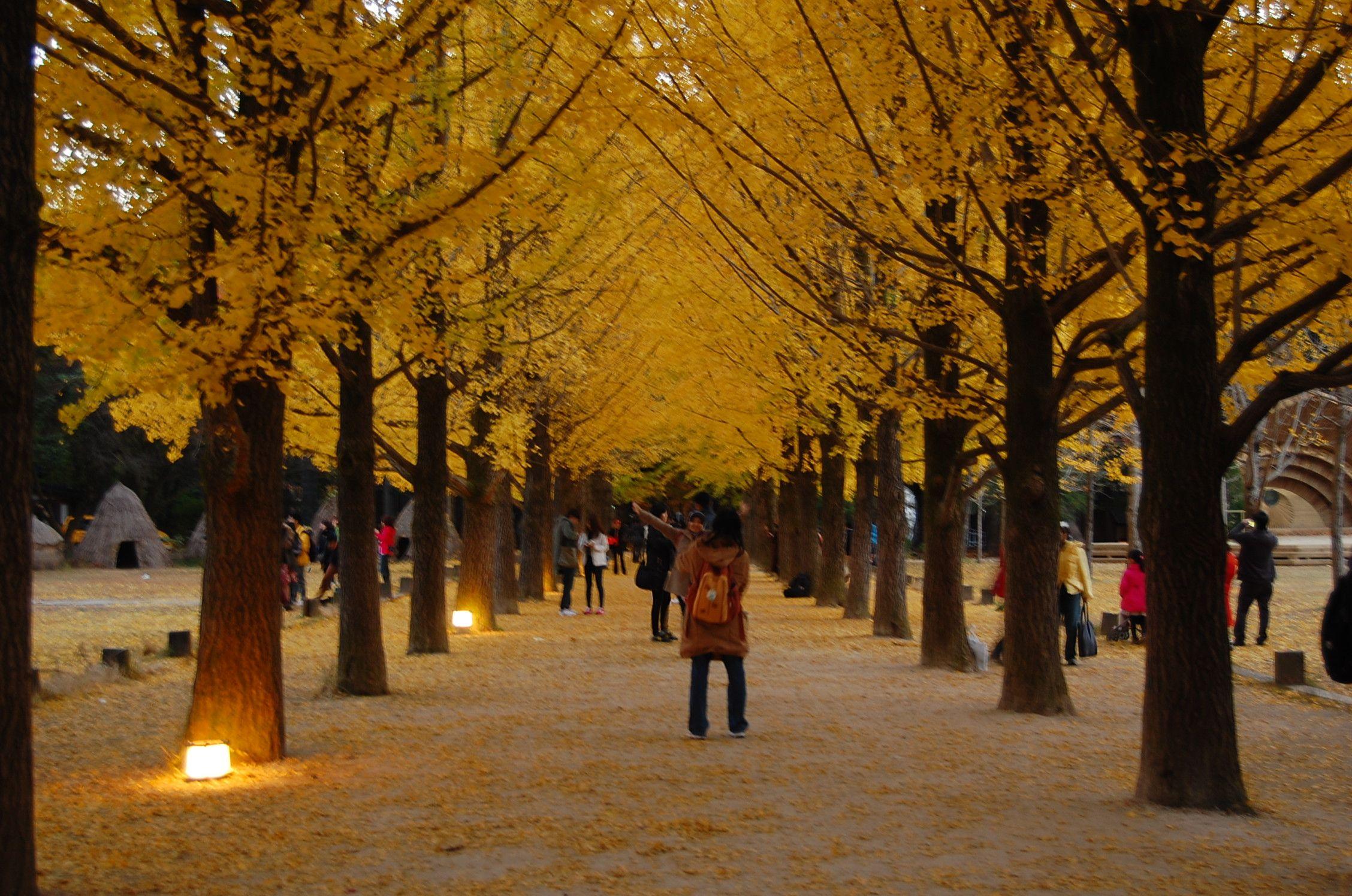 Nami Island Korea Wallpapers - Top Free Nami Island Korea Backgrounds ...