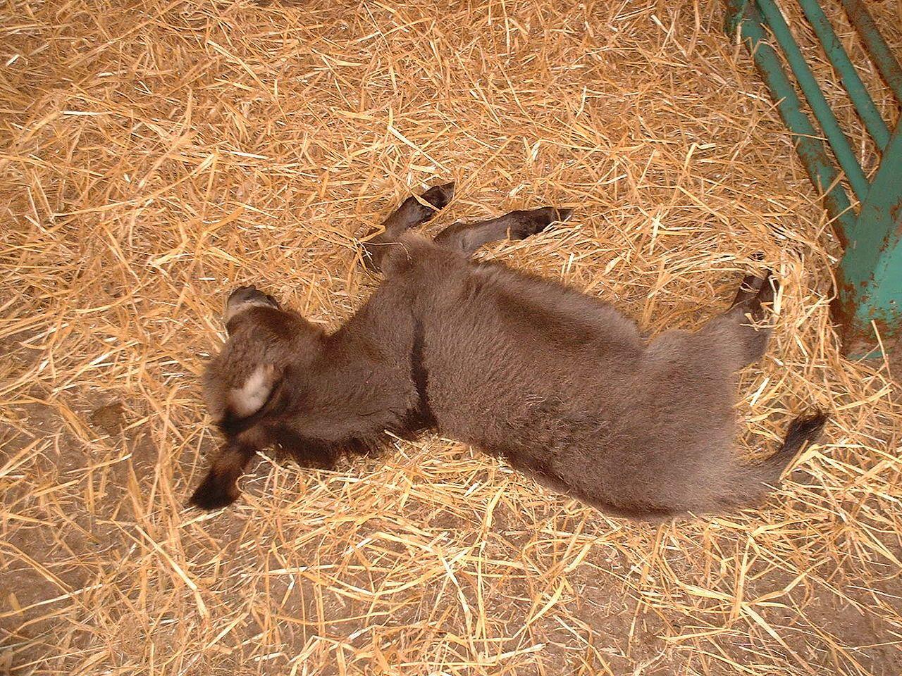Baby Donkey Wallpapers - Top Free Baby Donkey Backgrounds - WallpaperAccess