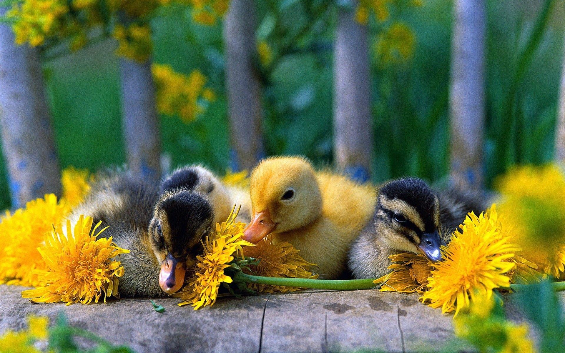 Baby Birds Desktop Wallpapers - Top Free Baby Birds Desktop Backgrounds ...