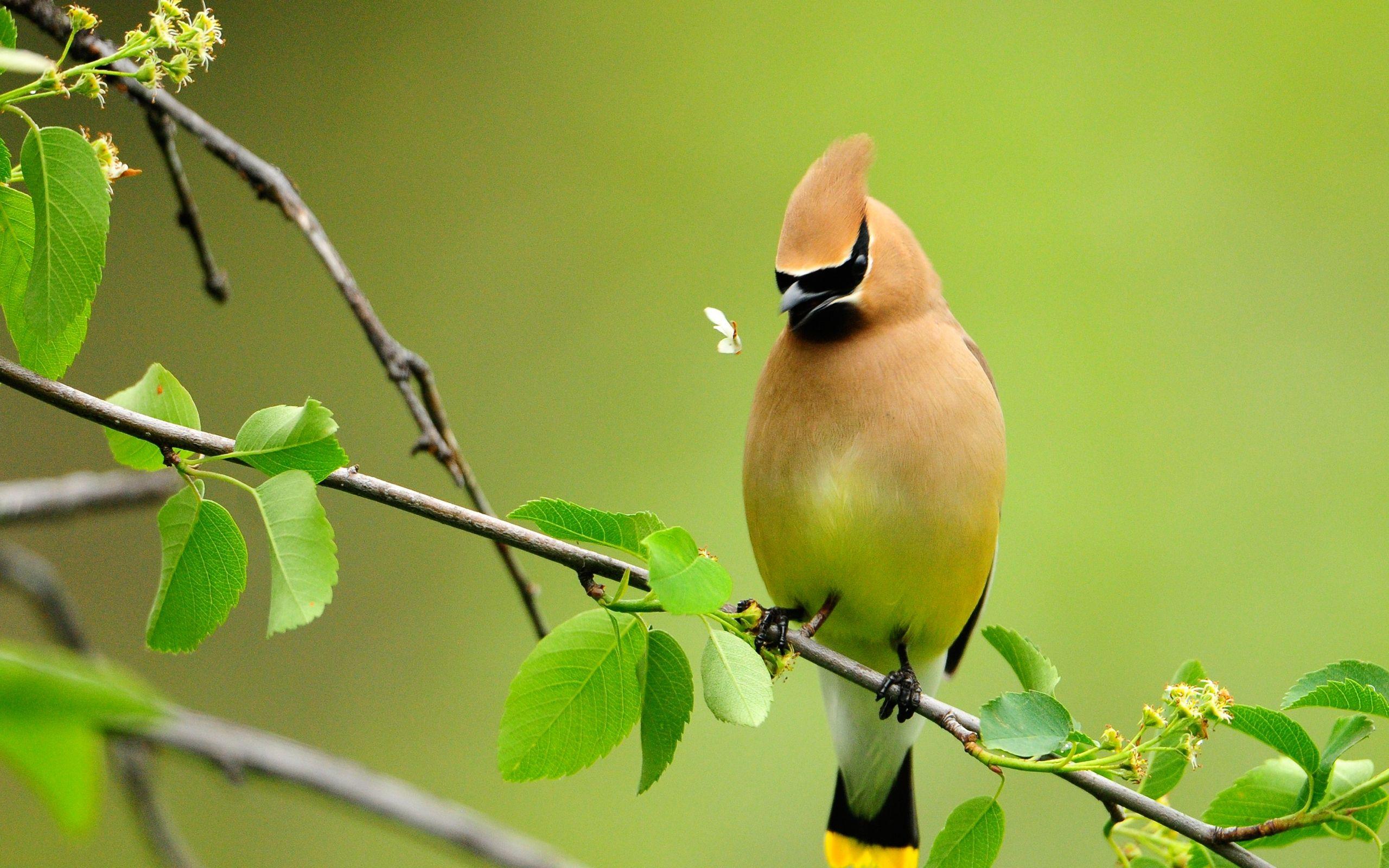 Baby Birds Desktop Wallpapers - Top Free Baby Birds Desktop Backgrounds ...
