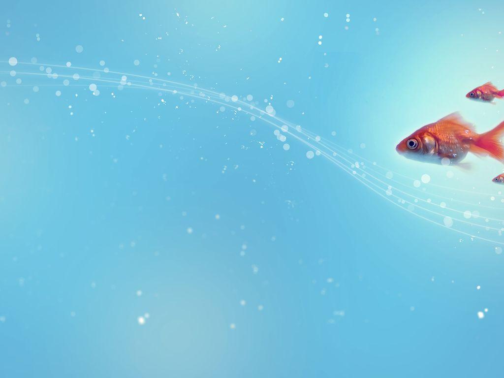 Abstract Fish Wallpapers - Top Free Abstract Fish Backgrounds ...