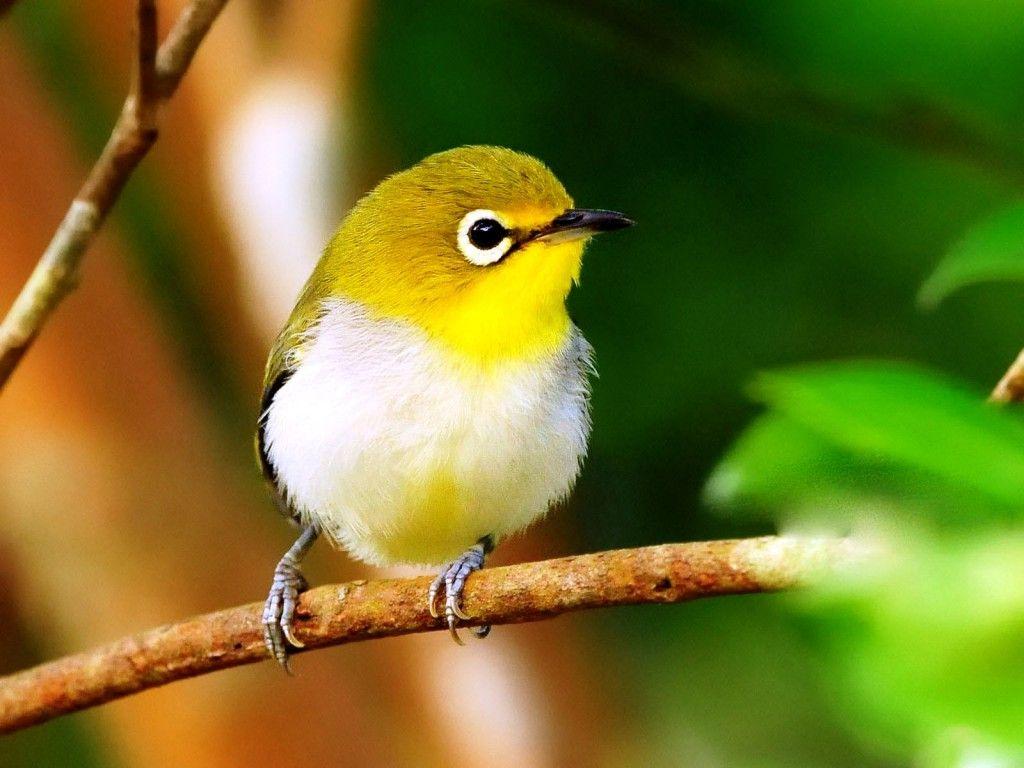 Baby Birds Desktop Wallpapers - Top Free Baby Birds Desktop Backgrounds ...