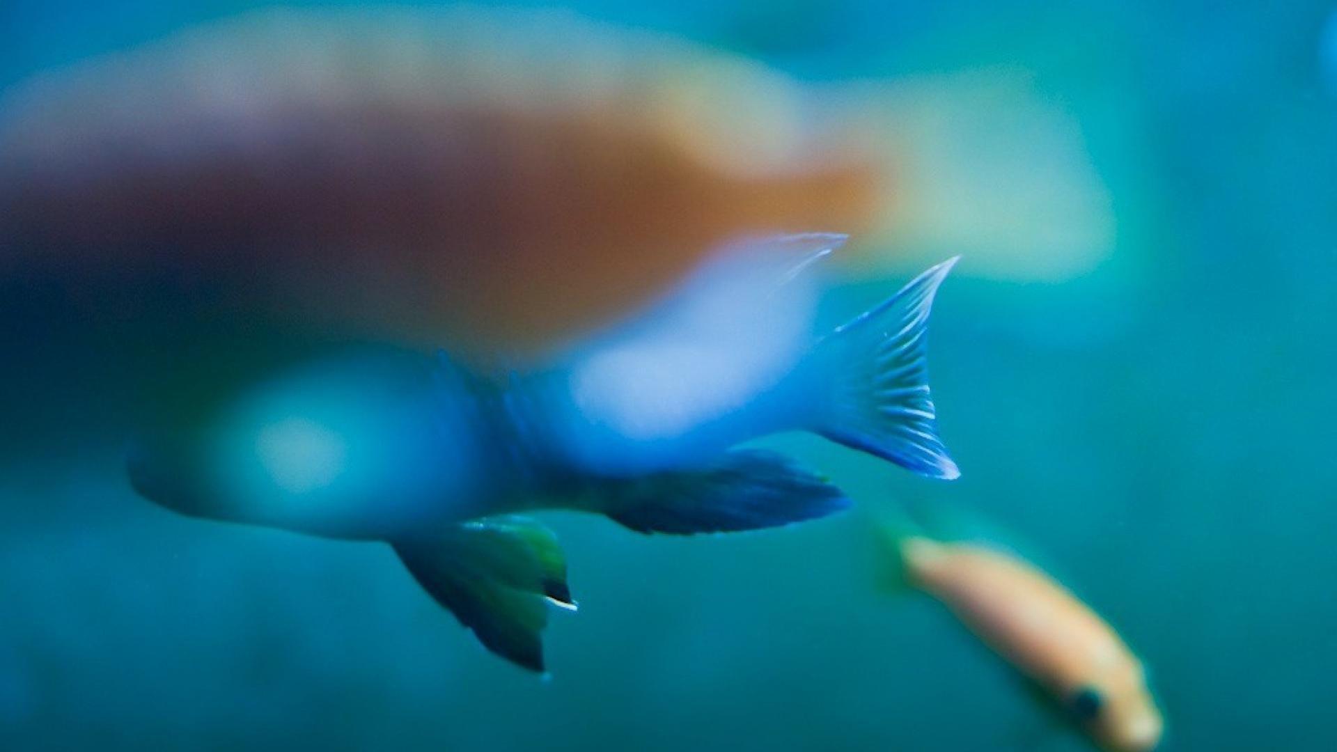 Abstract Fish Wallpapers - Top Free Abstract Fish Backgrounds ...