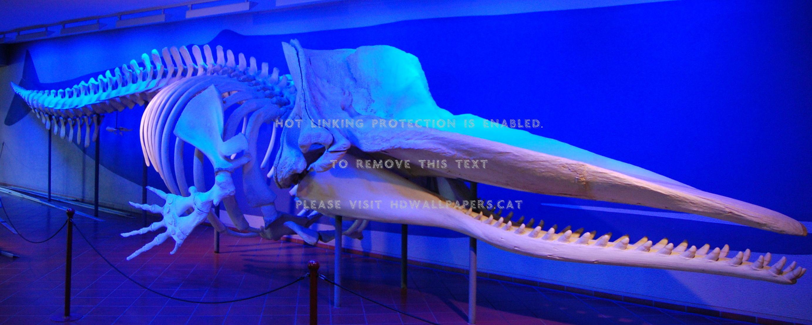 Abstract Fish Wallpapers - Top Free Abstract Fish Backgrounds ...