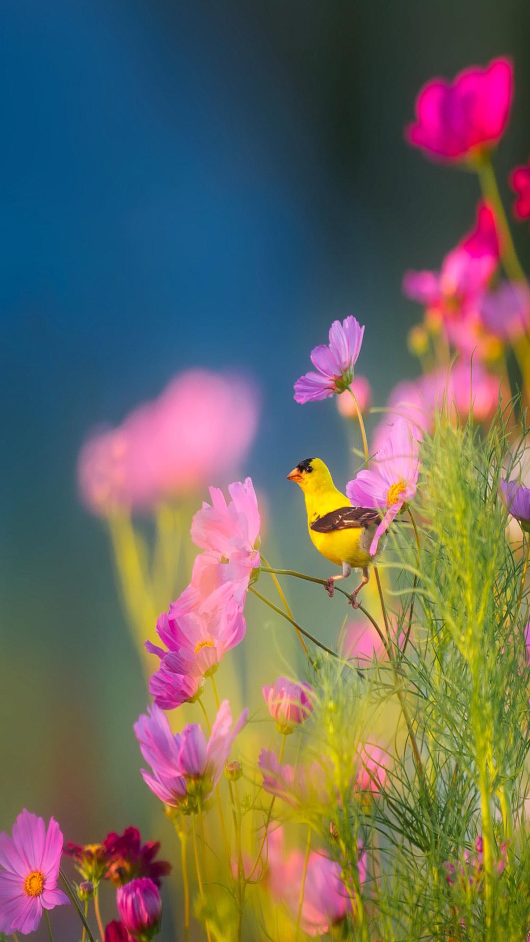 Spring Flowers and Birds Wallpapers - Top Free Spring Flowers and Birds ...