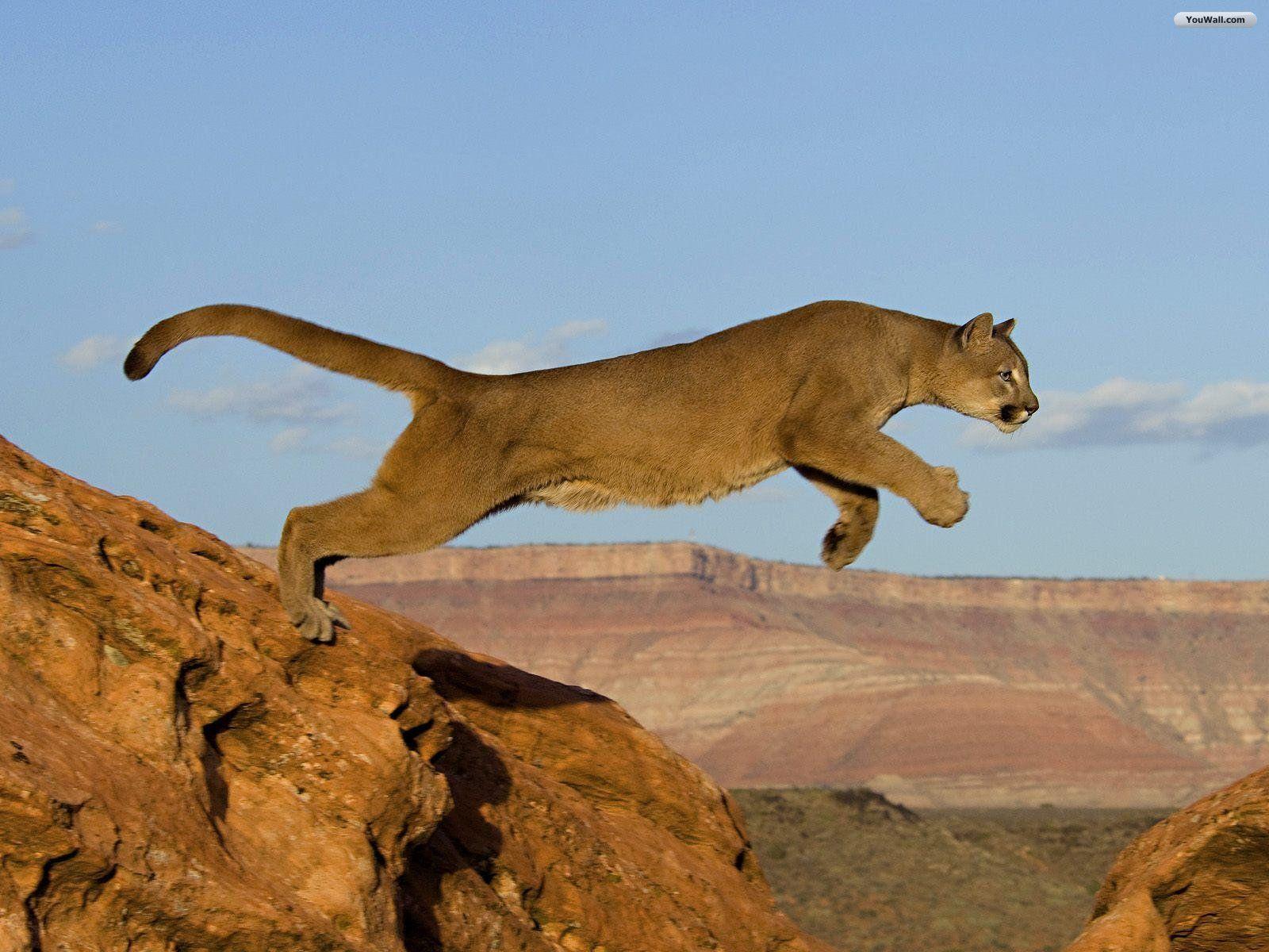Puma Animal Wallpapers Top Free Puma Animal Backgrounds WallpaperAccess Puma Animal Wallpapers Top Free Puma Animal Backgrounds WallpaperAccess