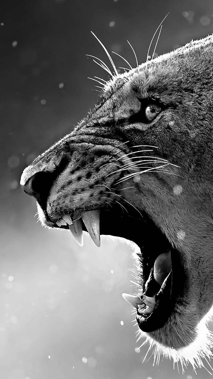 Black Puma Wallpapers - Top Free Black Puma Backgrounds - WallpaperAccess