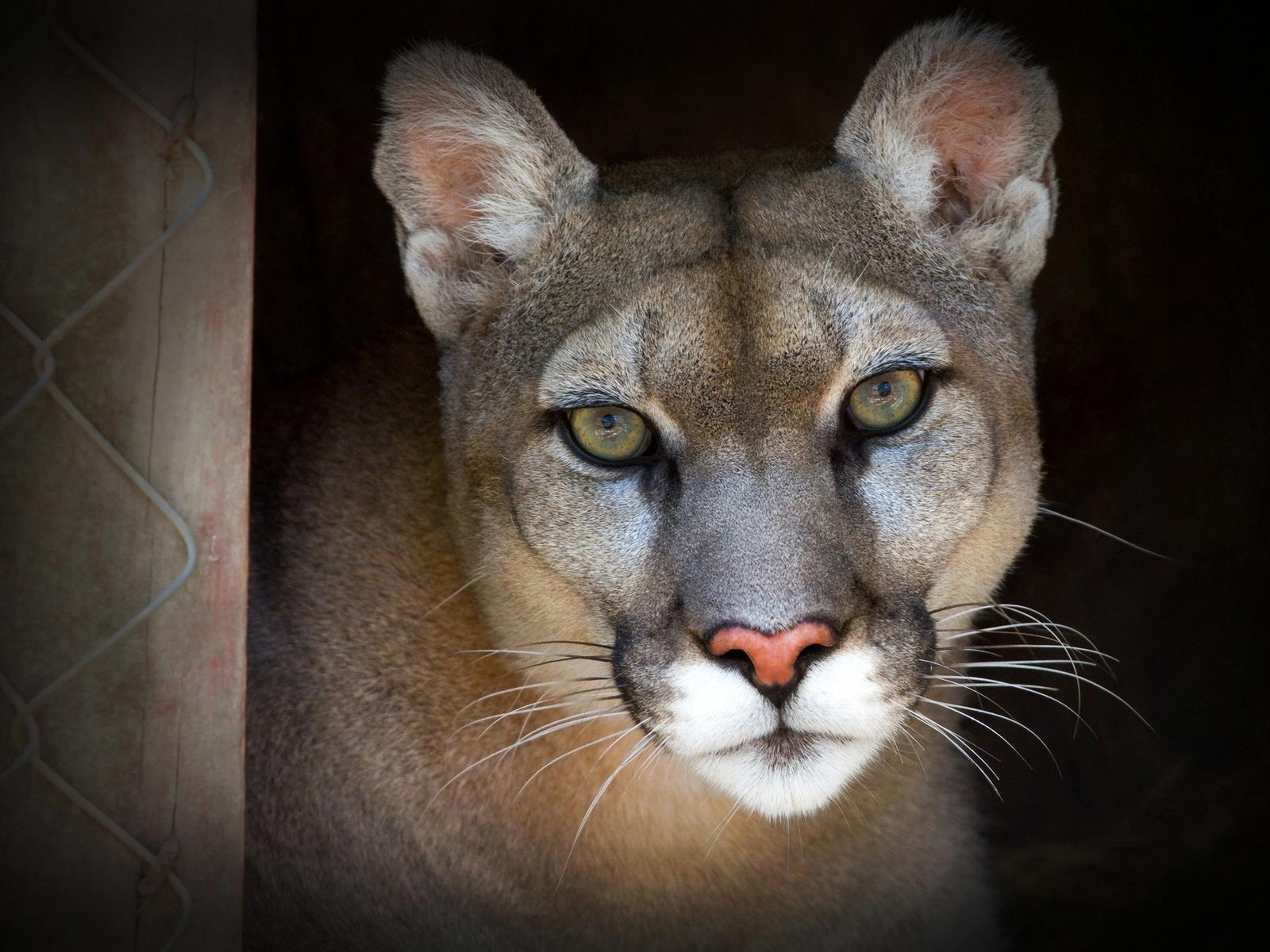 Puma Animal Wallpapers - Top Free Puma Animal Backgrounds - WallpaperAccess