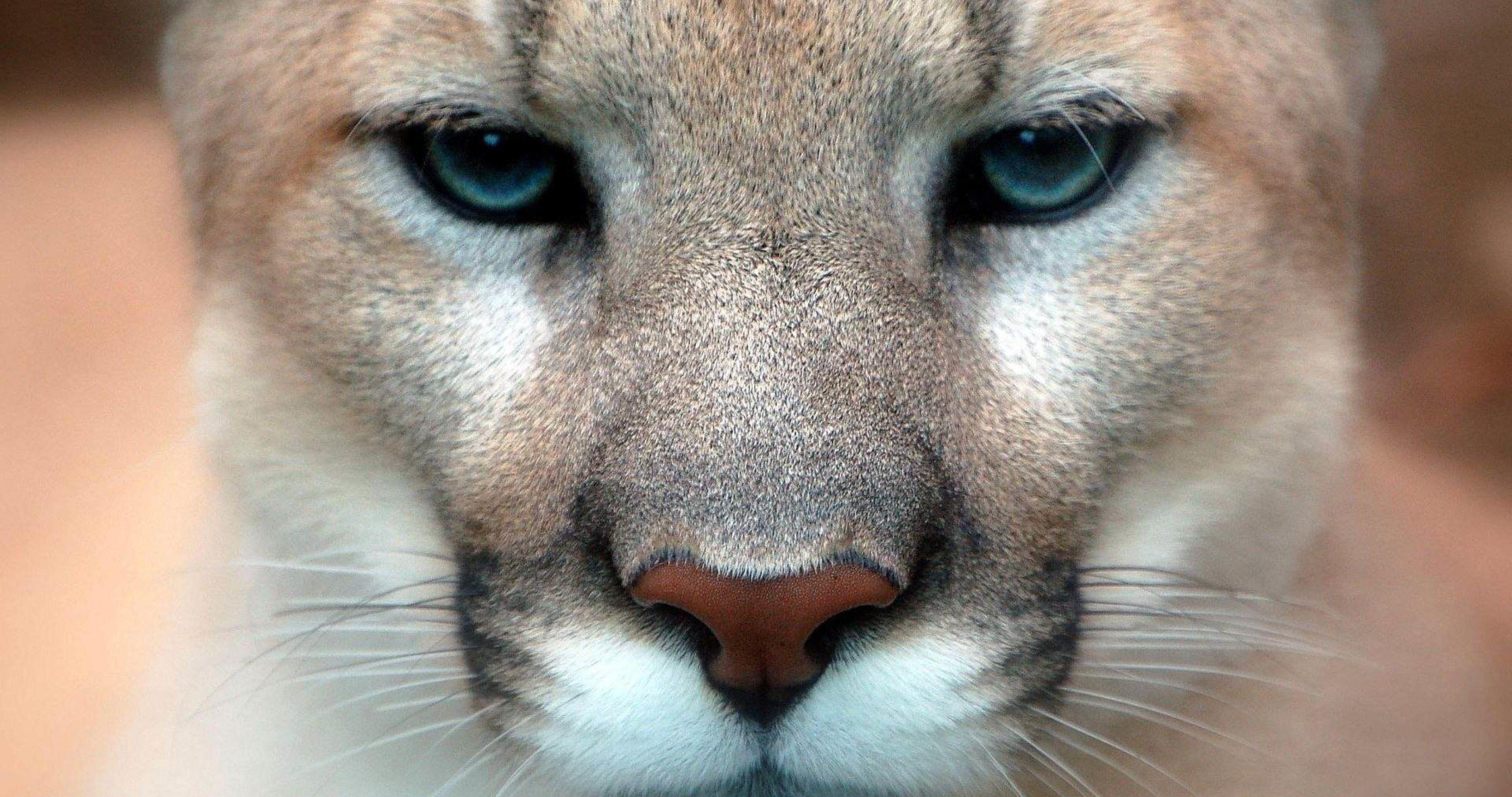 Puma Animal Wallpapers - Top Free Puma Animal Backgrounds - WallpaperAccess