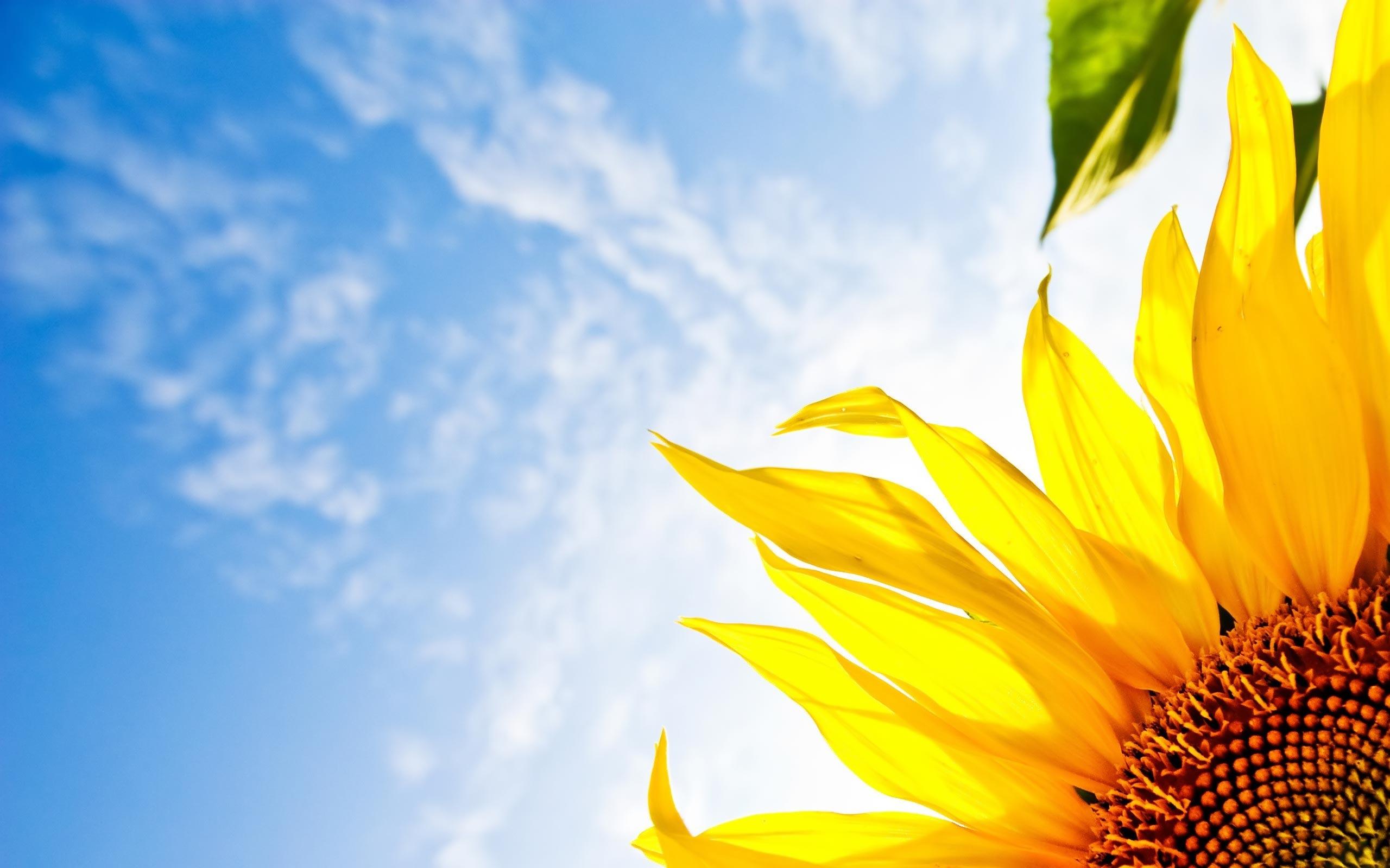 Sunflower Minimalist Wallpapers - Top Free Sunflower Minimalist ...