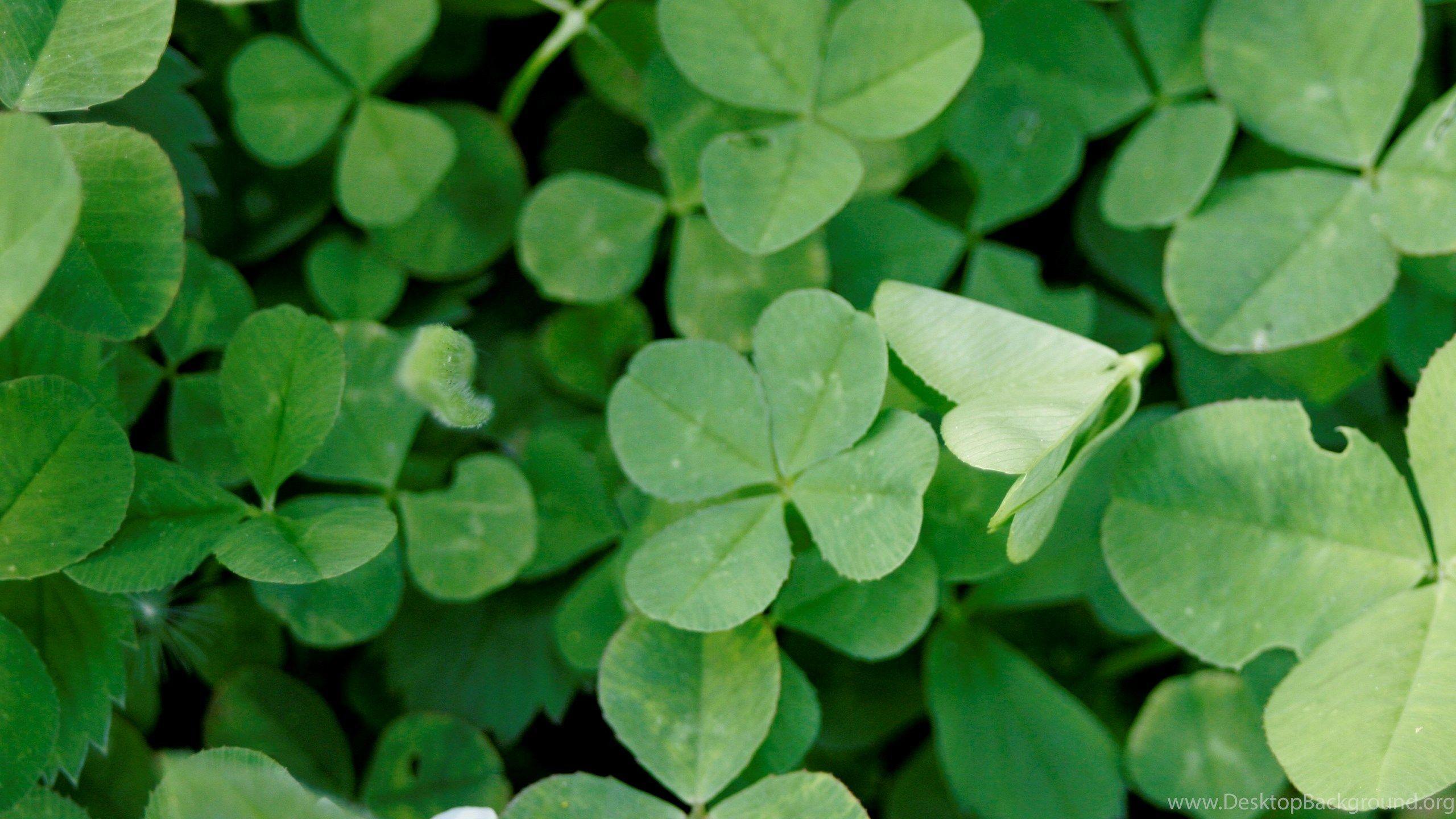 4 Leaf Clover Wallpapers - Top Free 4 Leaf Clover Backgrounds ...