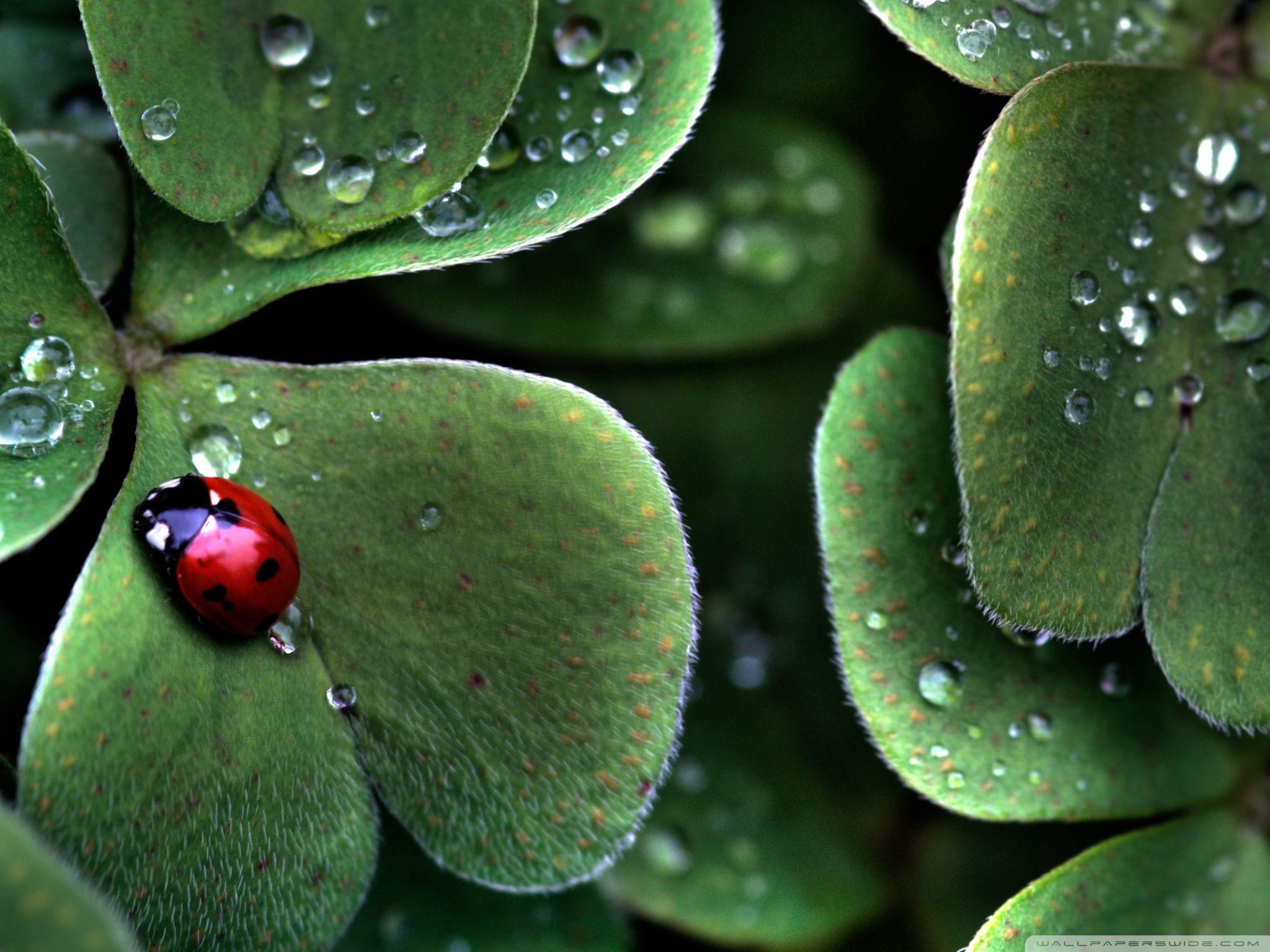 4 Leaf Clover Wallpapers - Top Free 4 Leaf Clover Backgrounds ...