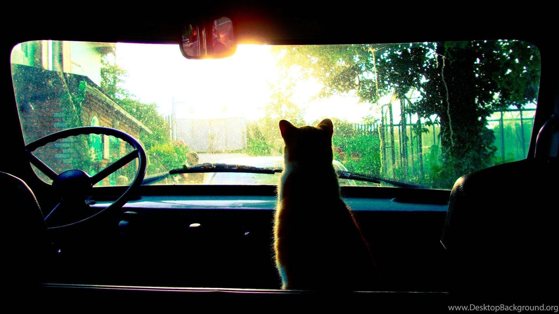 Vintage Cat Wallpapers - Top Free Vintage Cat Backgrounds - WallpaperAccess