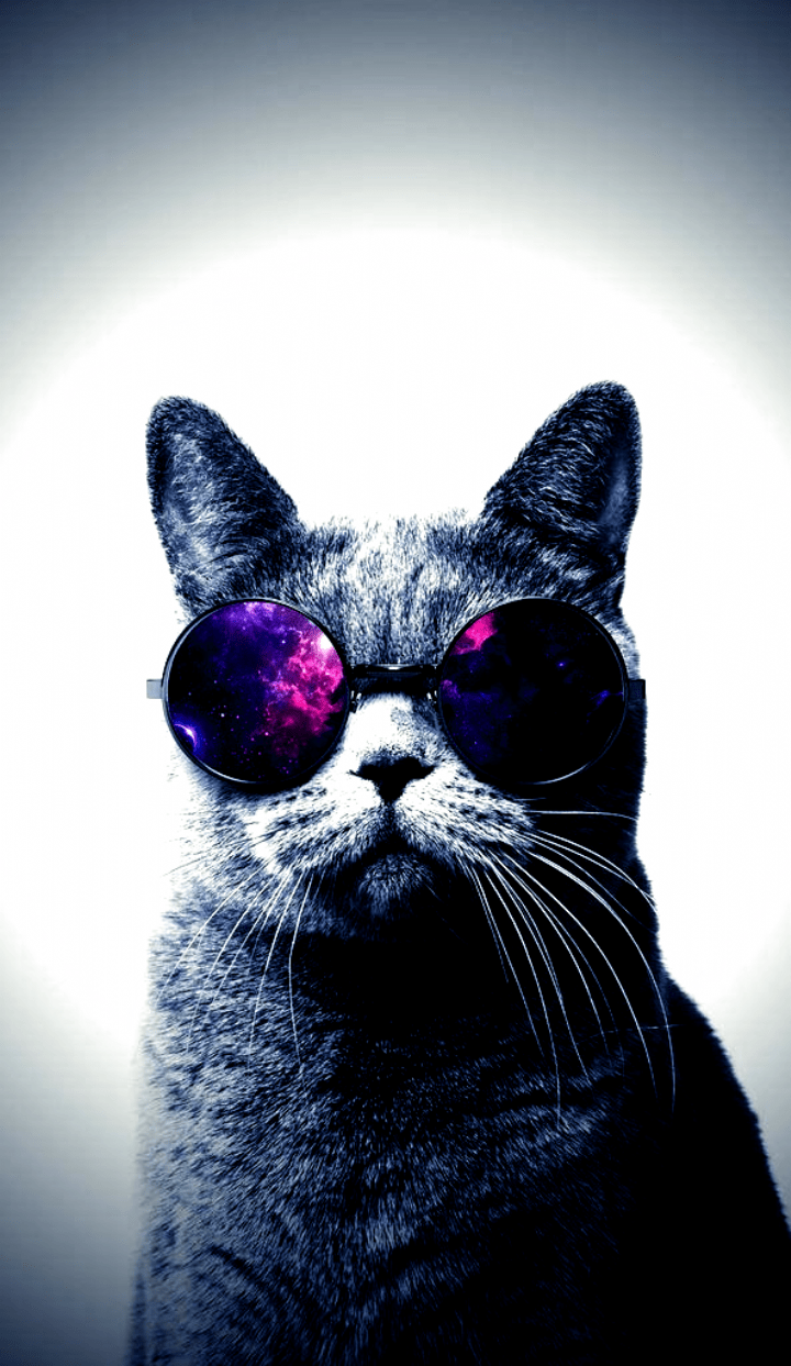 Epic Cat Wallpapers - Top Free Epic Cat Backgrounds - WallpaperAccess