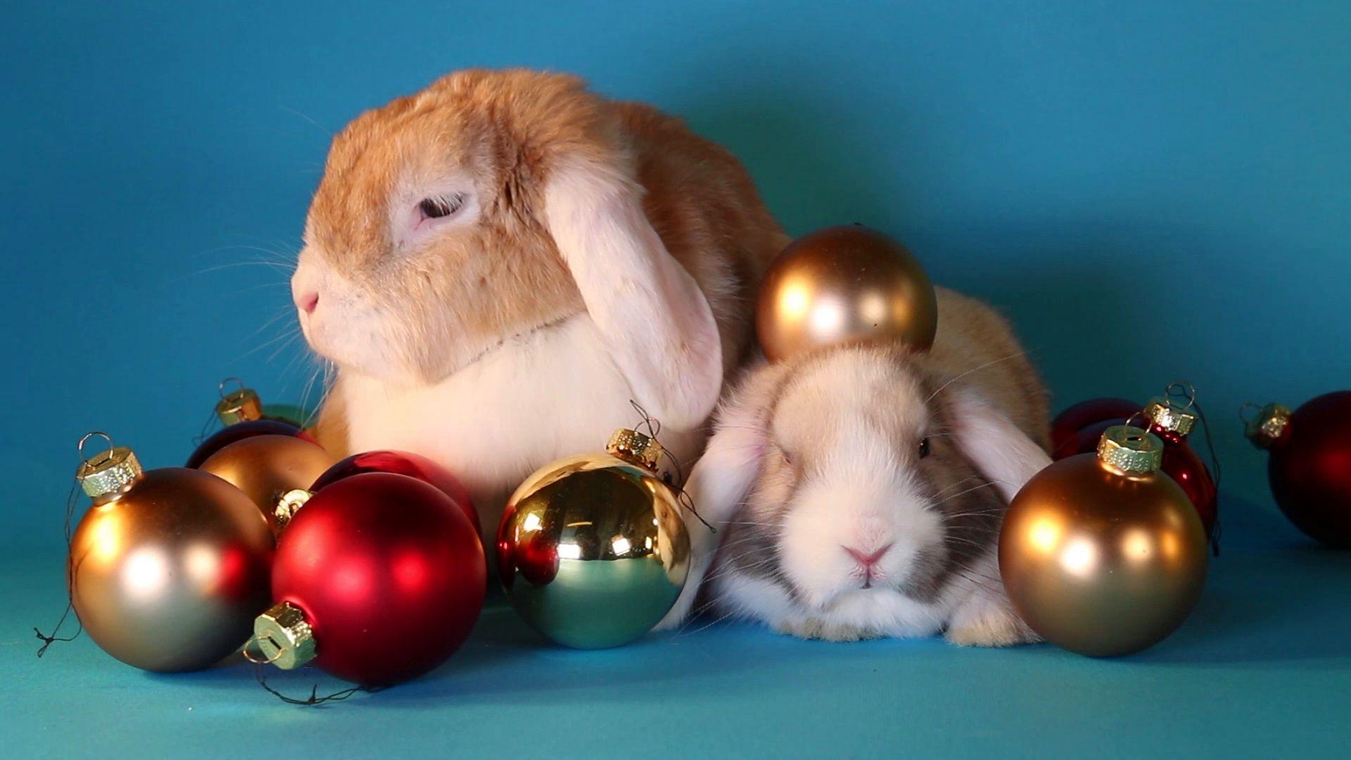 Christmas Bunny Wallpapers - Top Free Christmas Bunny Backgrounds ...