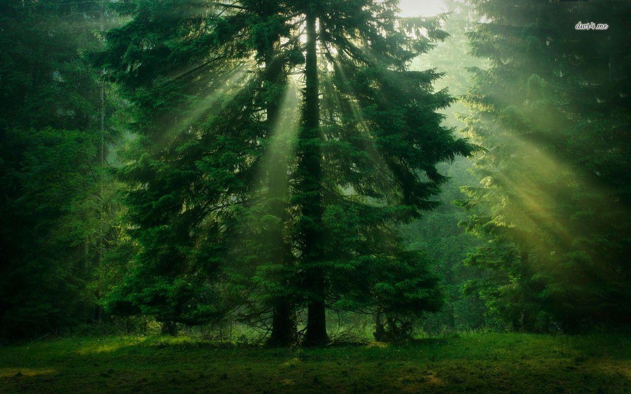 Oak Wallpapers - Top Free Oak Backgrounds - WallpaperAccess