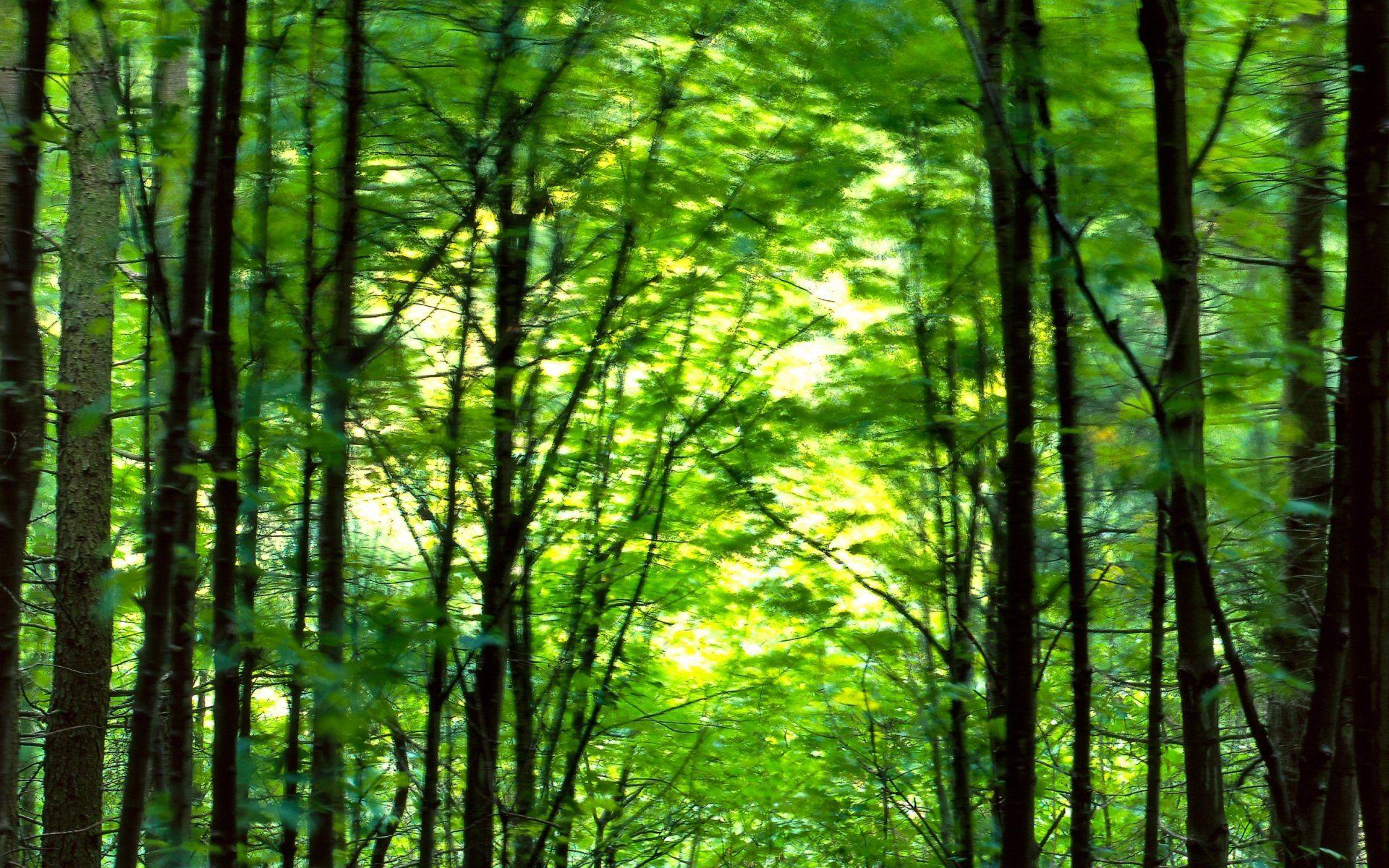 Trippy Nature Wallpapers - Top Free Trippy Nature Backgrounds ...