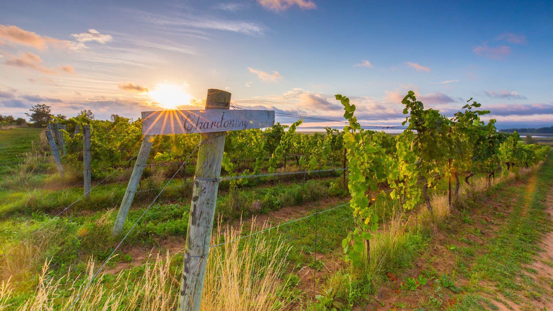 Winery Wallpapers - Top Free Winery Backgrounds - WallpaperAccess