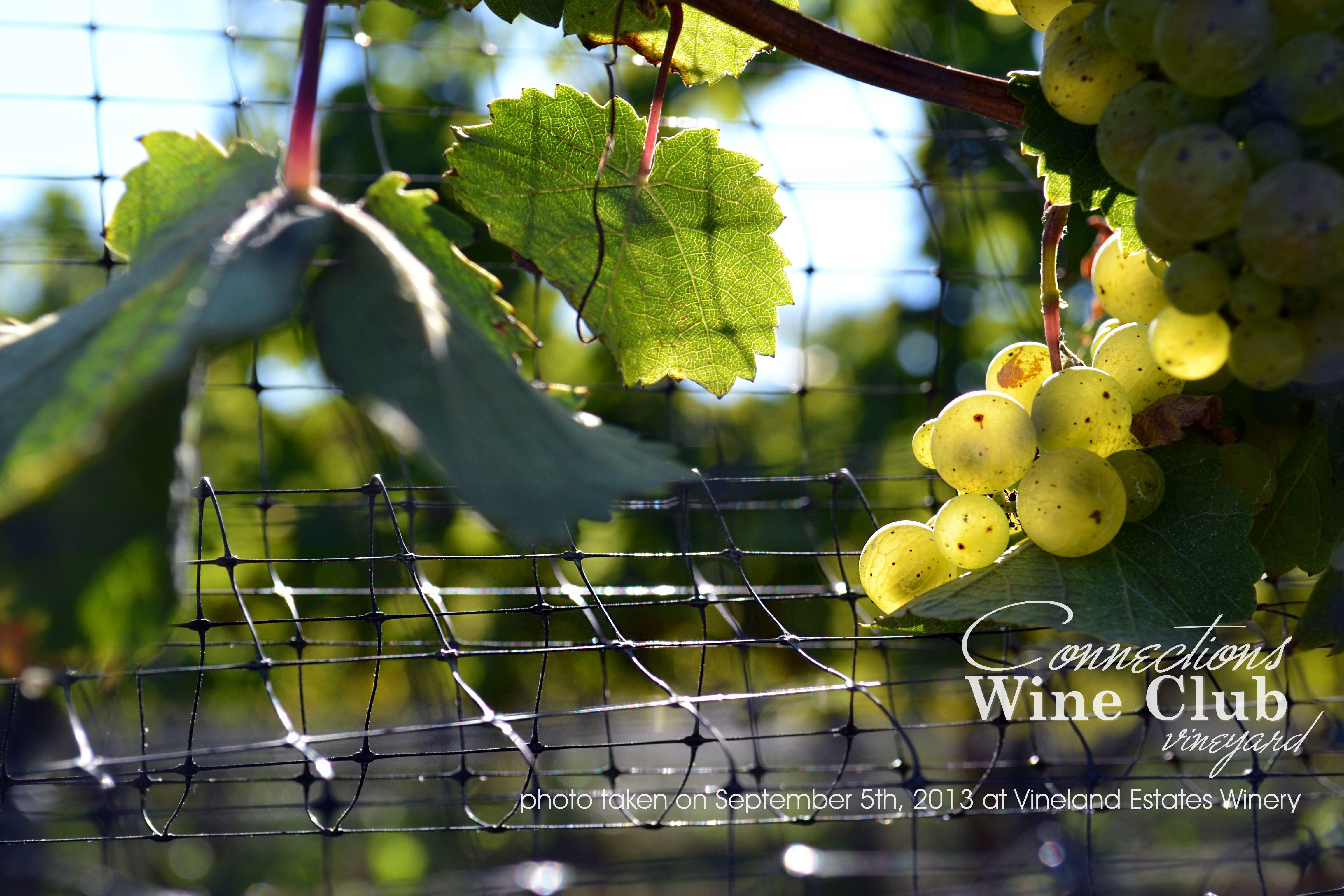 Winery Wallpapers - Top Free Winery Backgrounds - WallpaperAccess