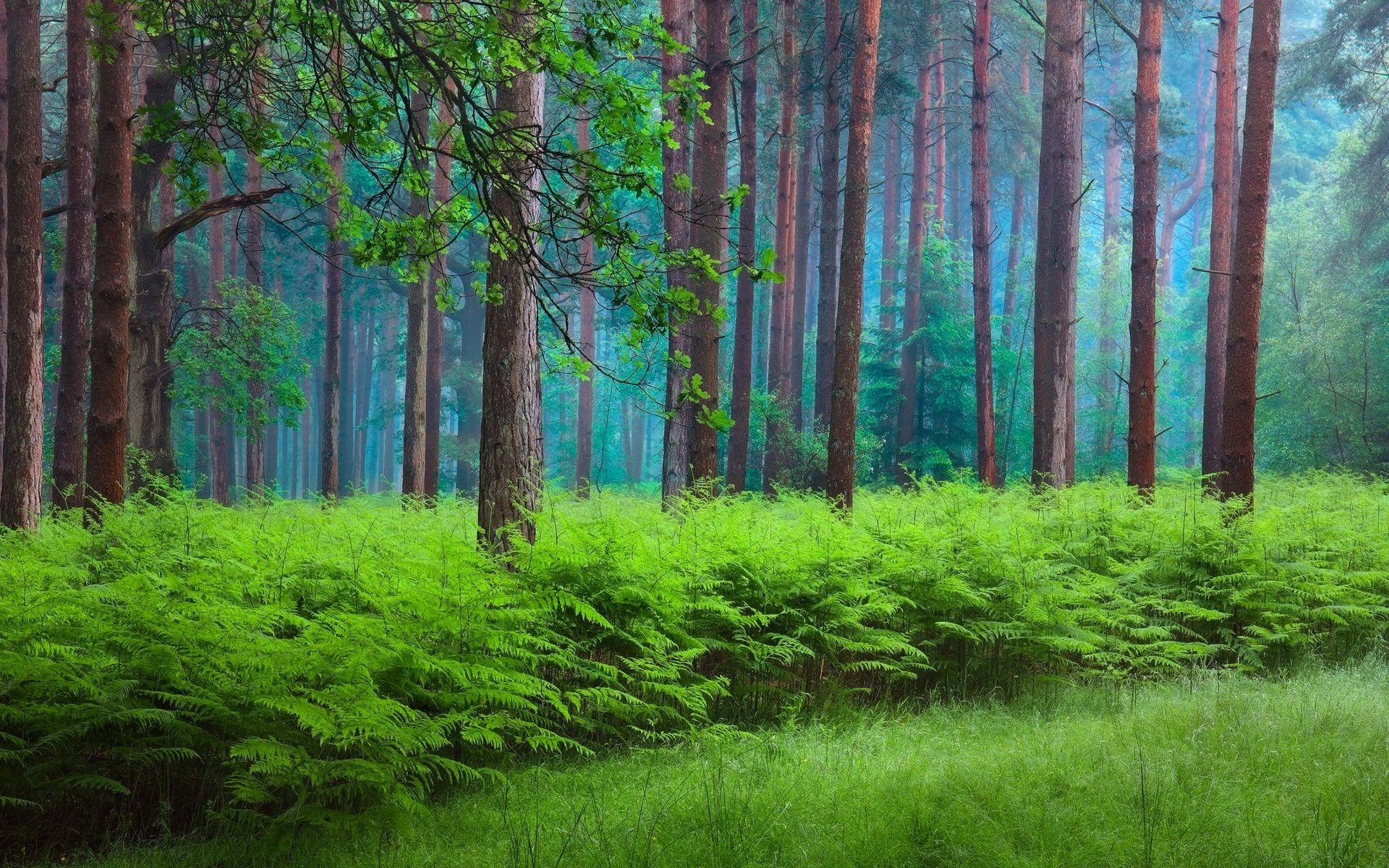 Haze Wallpapers - Top Free Haze Backgrounds - WallpaperAccess
