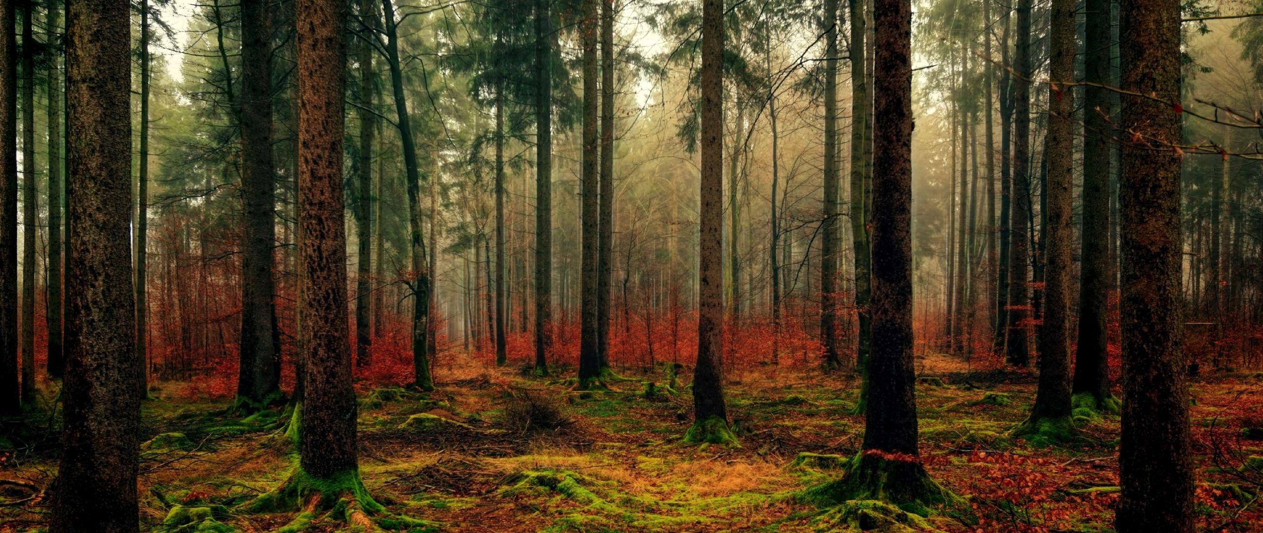 Haze Wallpapers - Top Free Haze Backgrounds - WallpaperAccess
