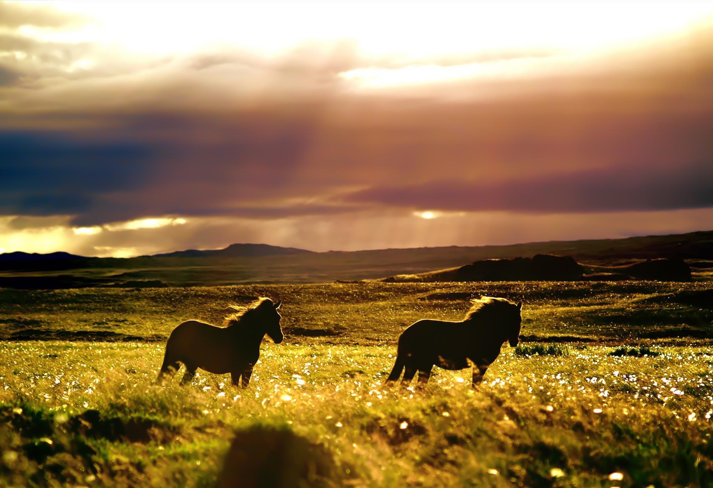 Prairie Wallpapers - Top Free Prairie Backgrounds - WallpaperAccess