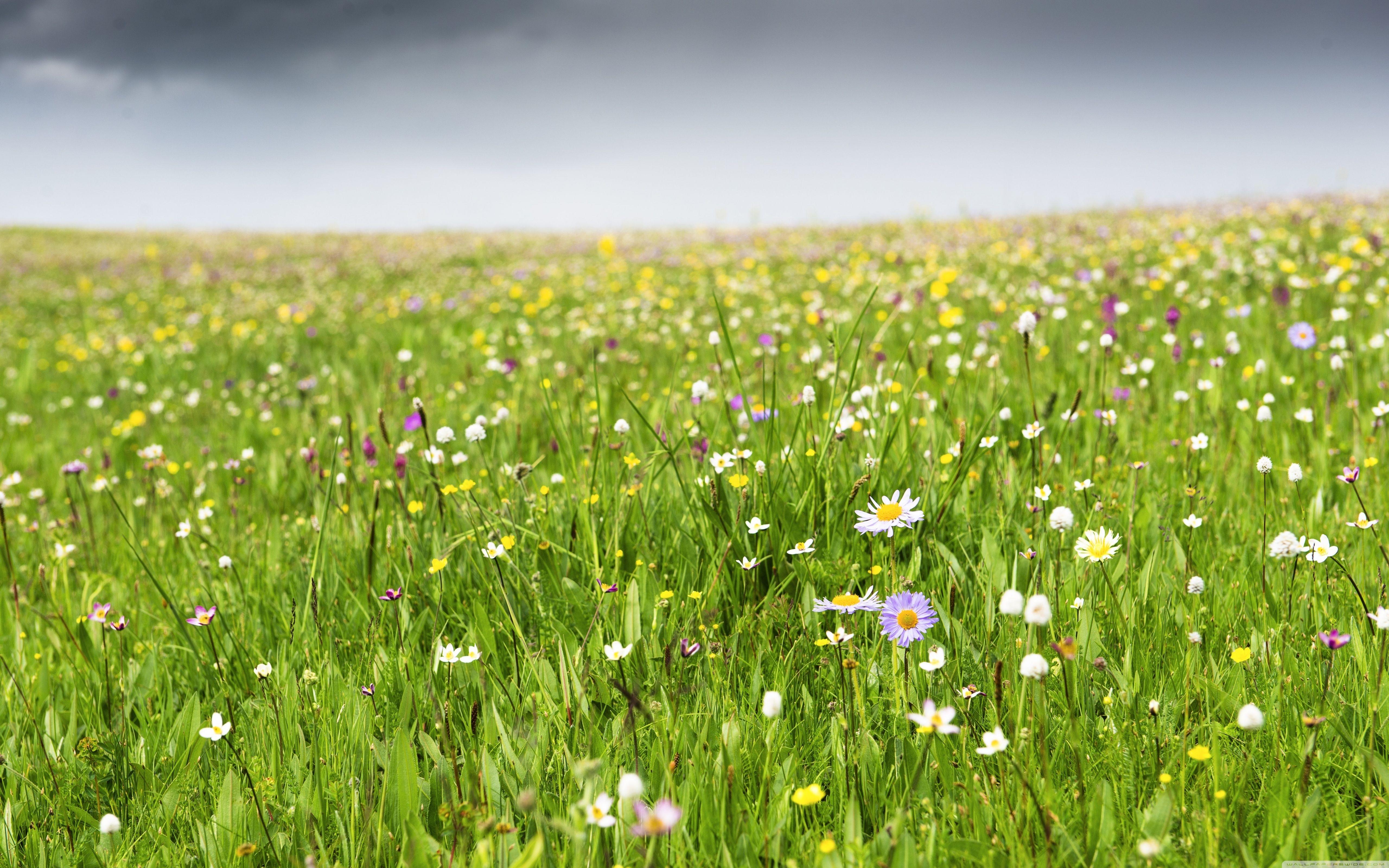 Prairie Wallpapers - Top Free Prairie Backgrounds - WallpaperAccess