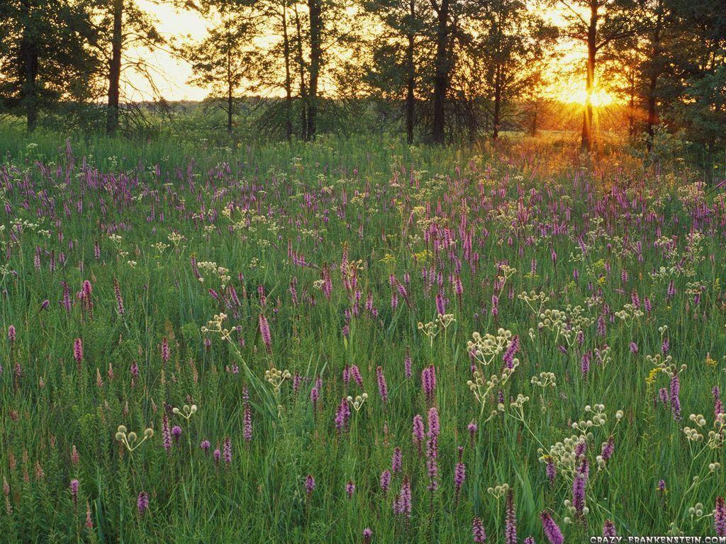 Prairie Wallpapers - Top Free Prairie Backgrounds - WallpaperAccess