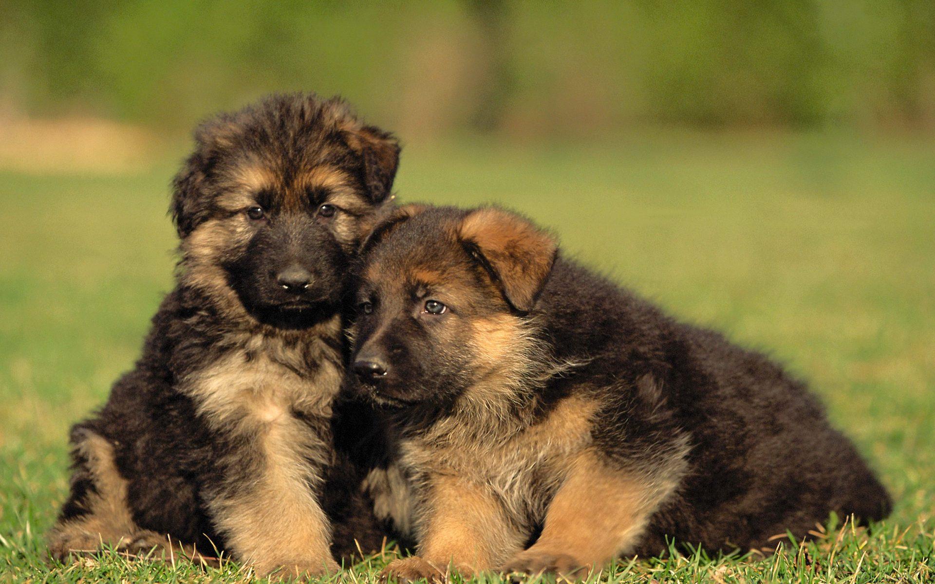 German Shepherd Puppy Wallpapers - Top Free German Shepherd Puppy ...