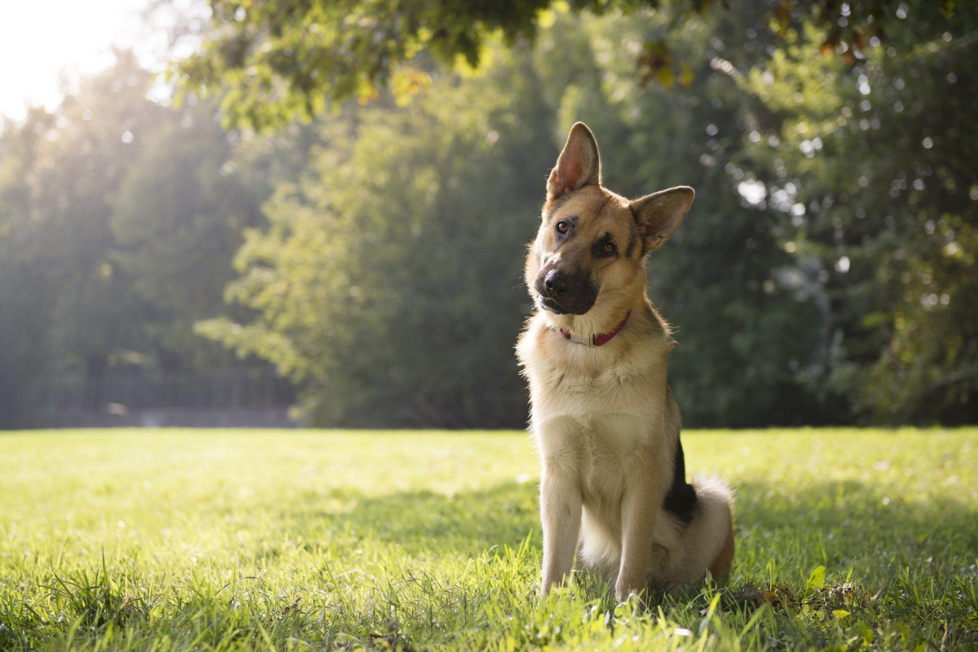 German Shepherd HD Wallpapers - Top Free German Shepherd HD Backgrounds ...