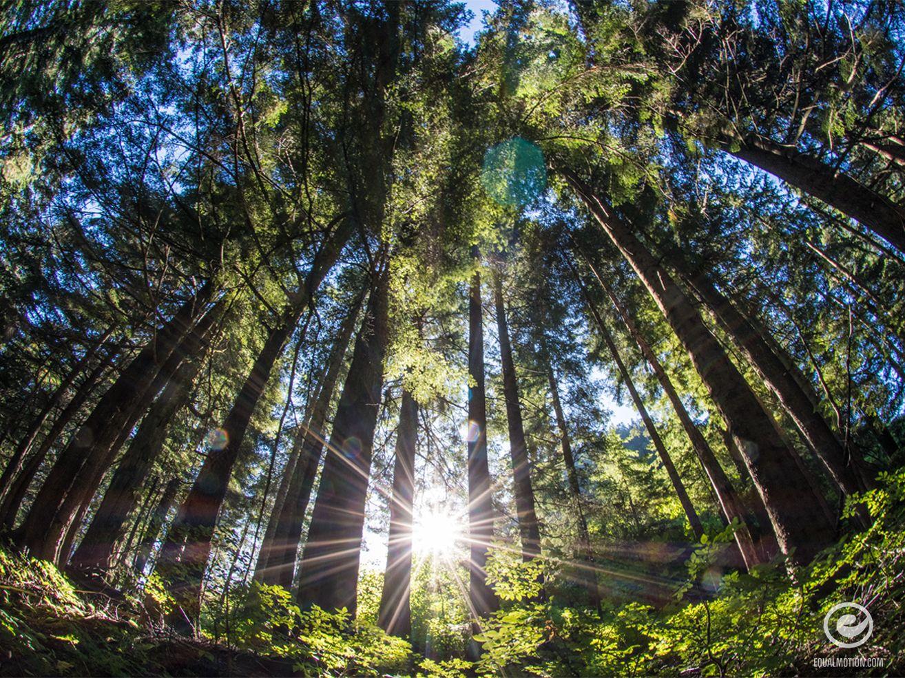 PNW Wallpapers - Top Free PNW Backgrounds - WallpaperAccess