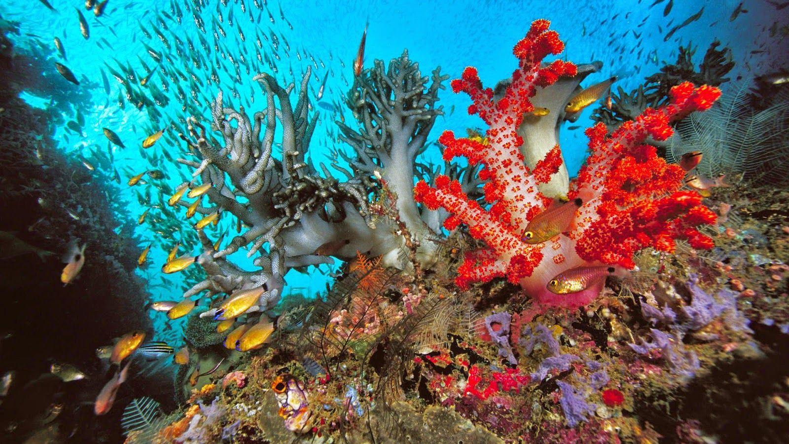 Coral Desktop Wallpapers - Top Free Coral Desktop Backgrounds ...