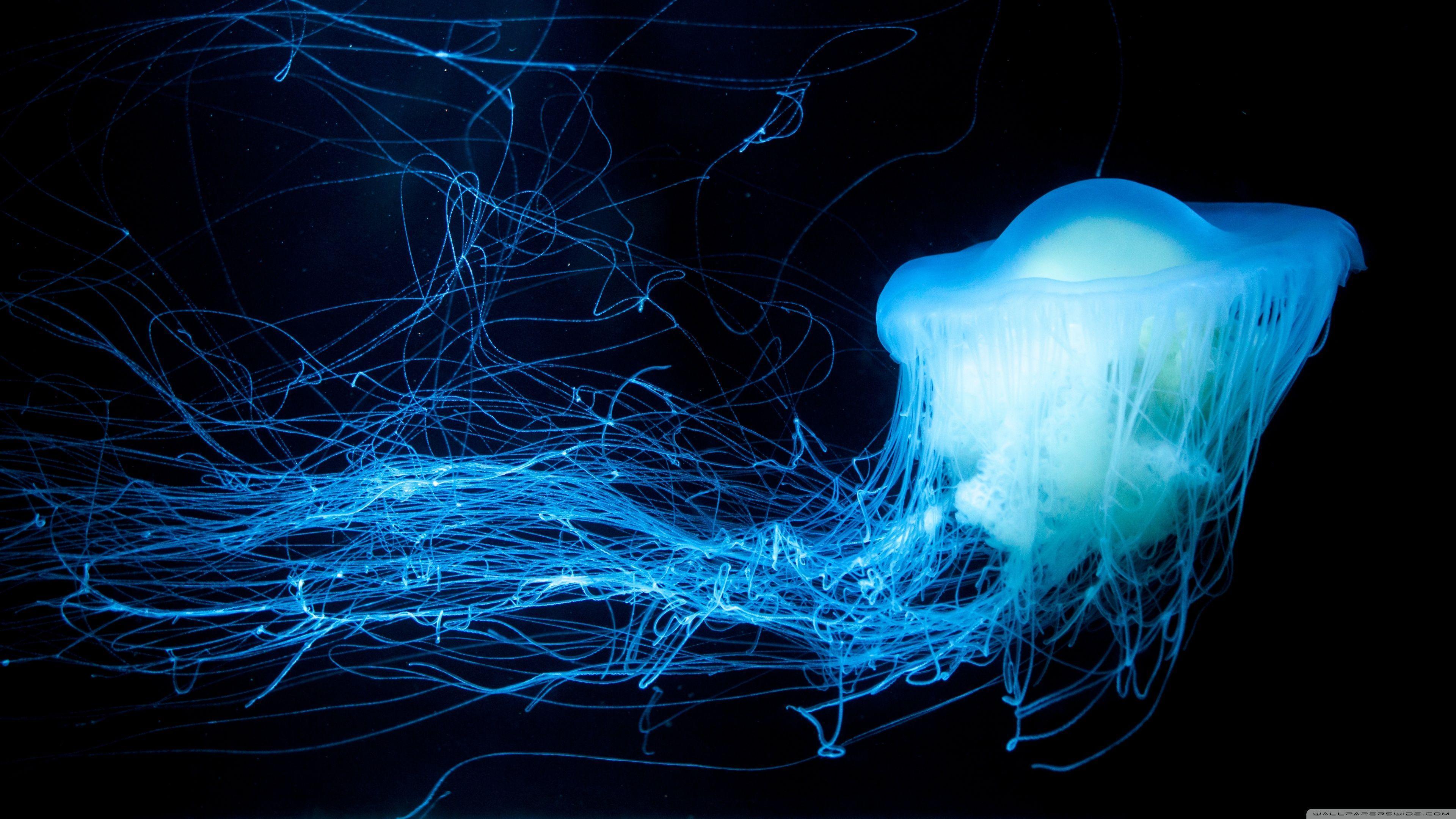 Jellyfish Desktop Wallpapers - Top Free Jellyfish Desktop Backgrounds ...