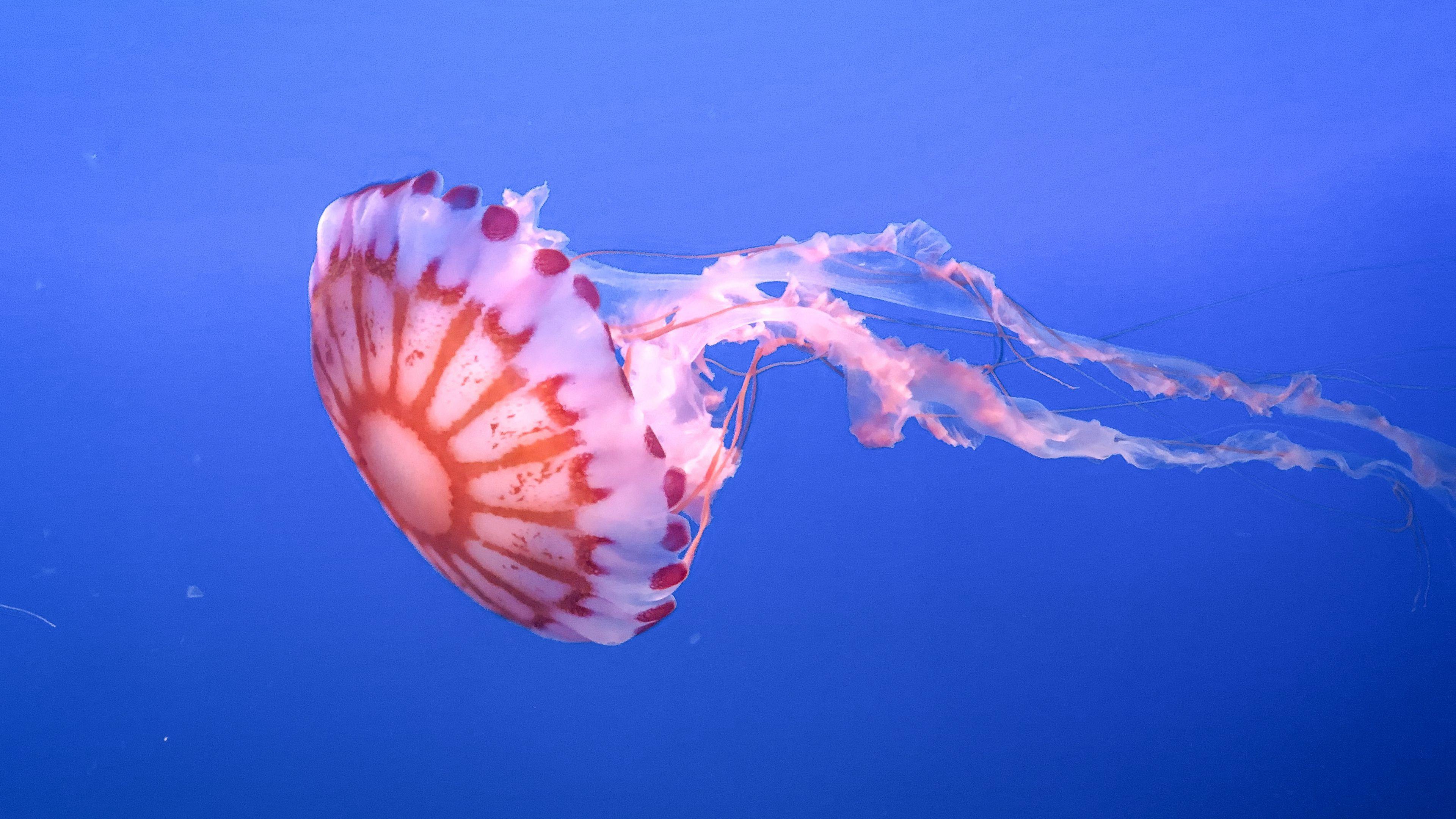 Jellyfish Desktop Wallpapers - Top Free Jellyfish Desktop Backgrounds ...