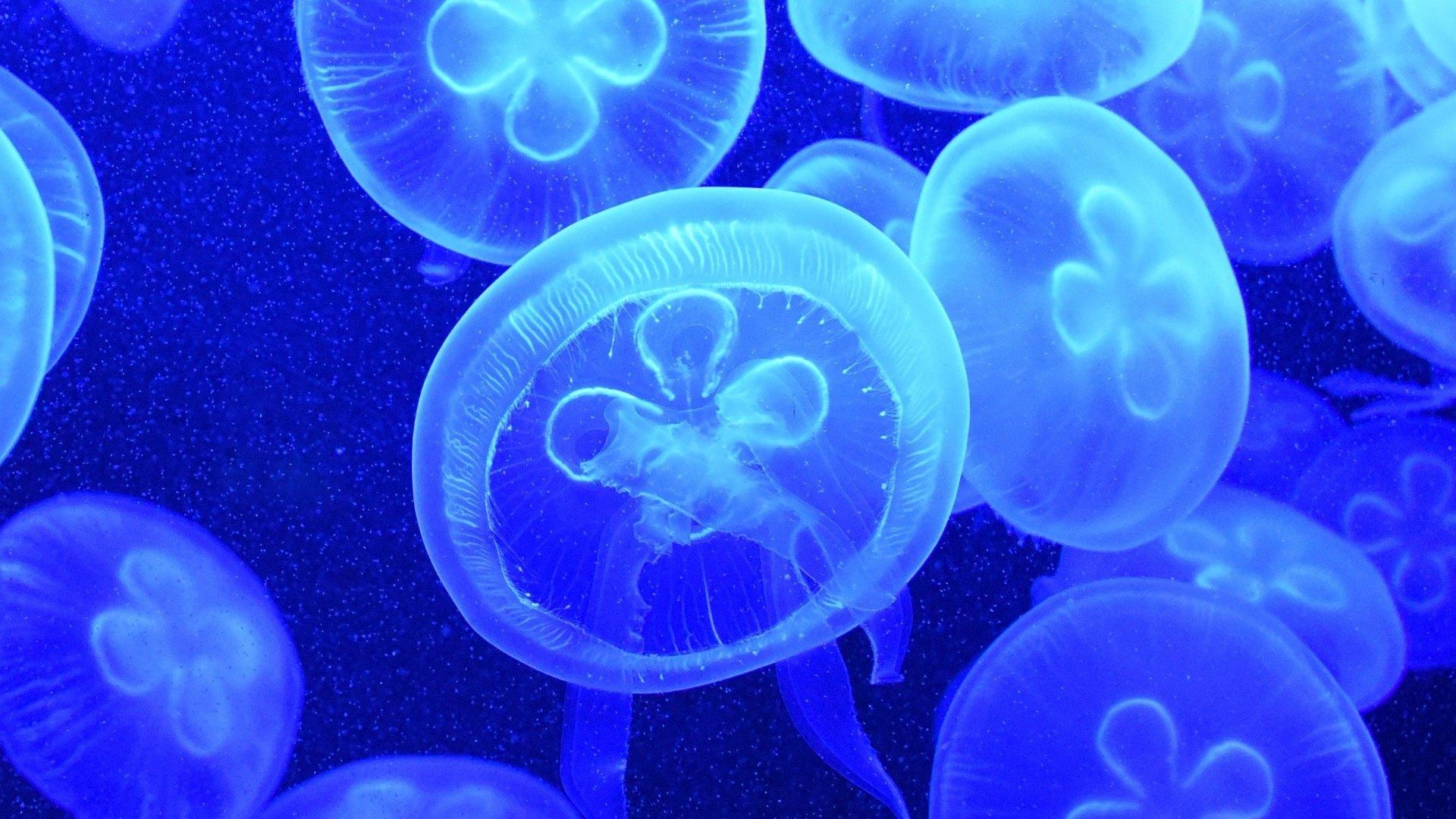Jellyfish Desktop Wallpapers - Top Free Jellyfish Desktop Backgrounds ...