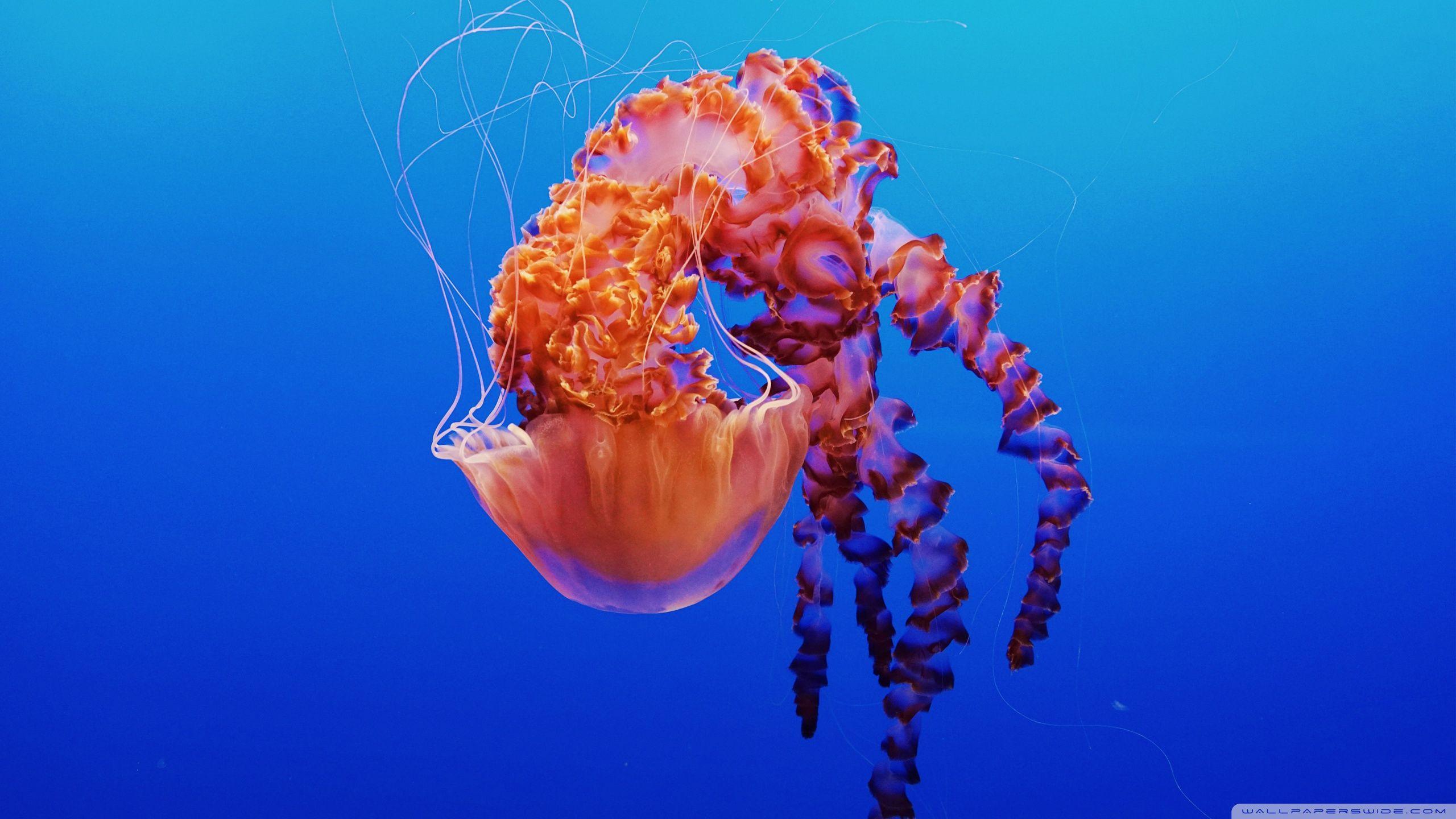 Jellyfish Desktop Wallpapers - Top Free Jellyfish Desktop Backgrounds ...