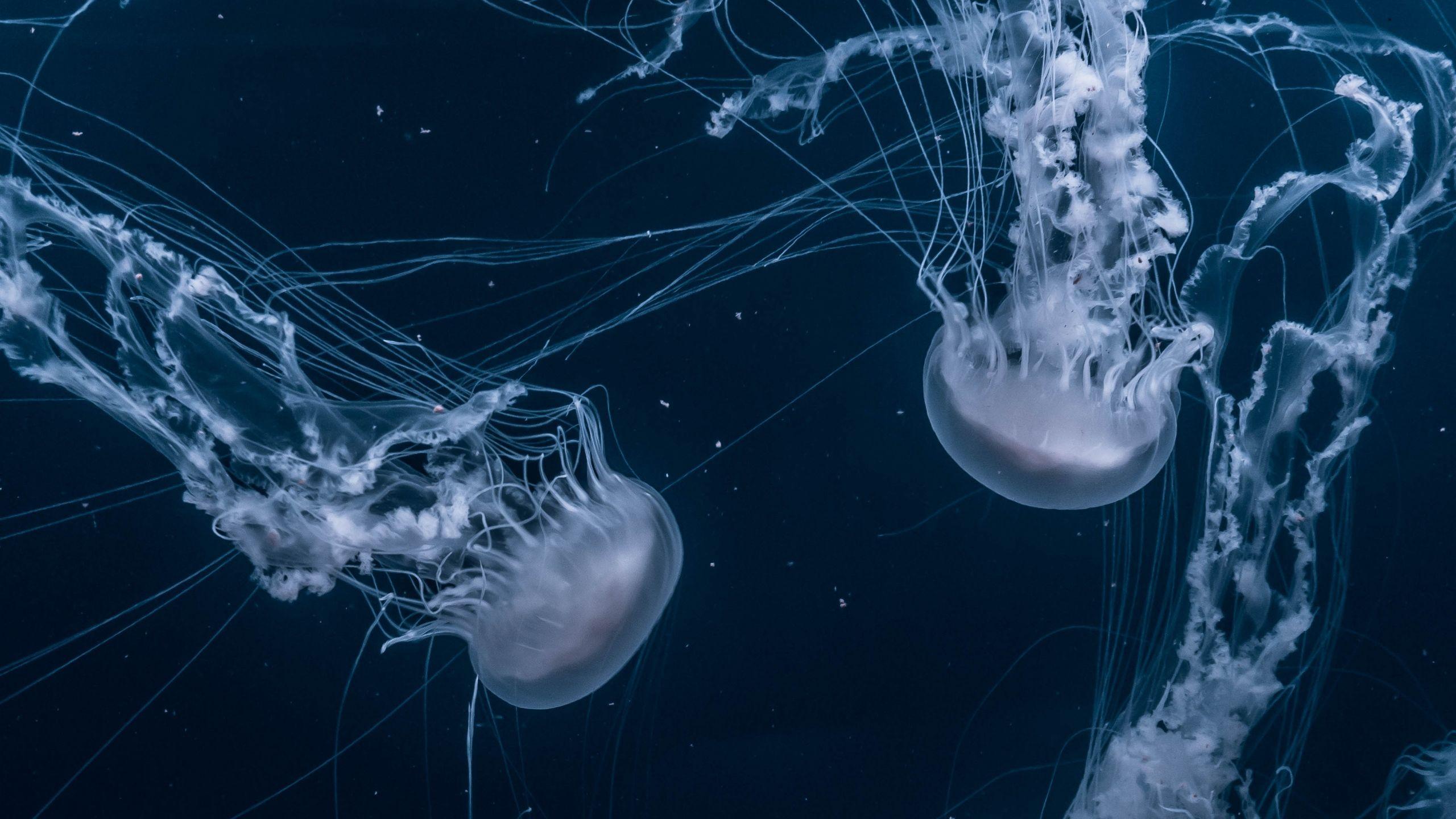 Jellyfish Desktop Wallpapers - Top Free Jellyfish Desktop Backgrounds ...