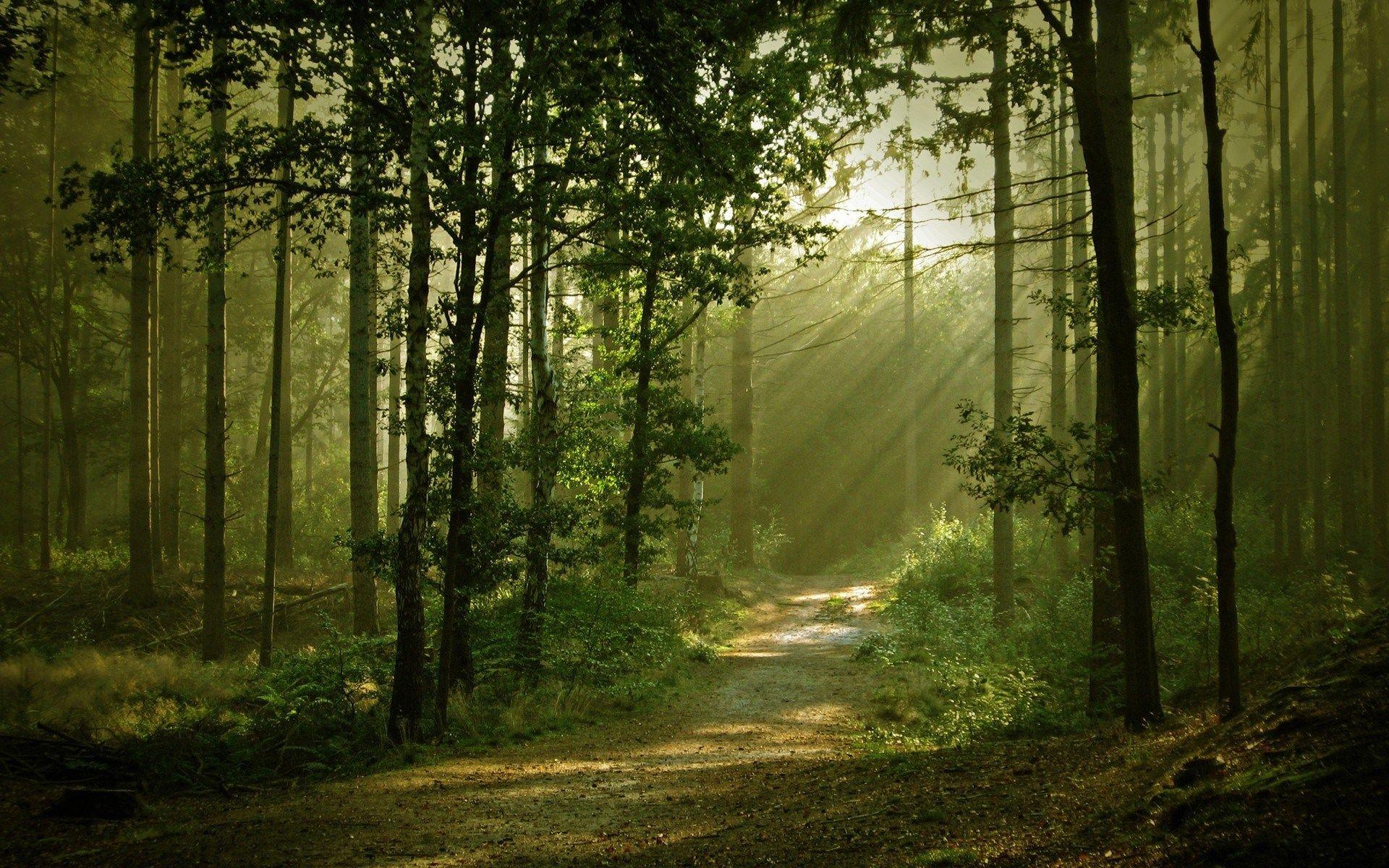 Forest Path Wallpapers - Top Free Forest Path Backgrounds - WallpaperAccess