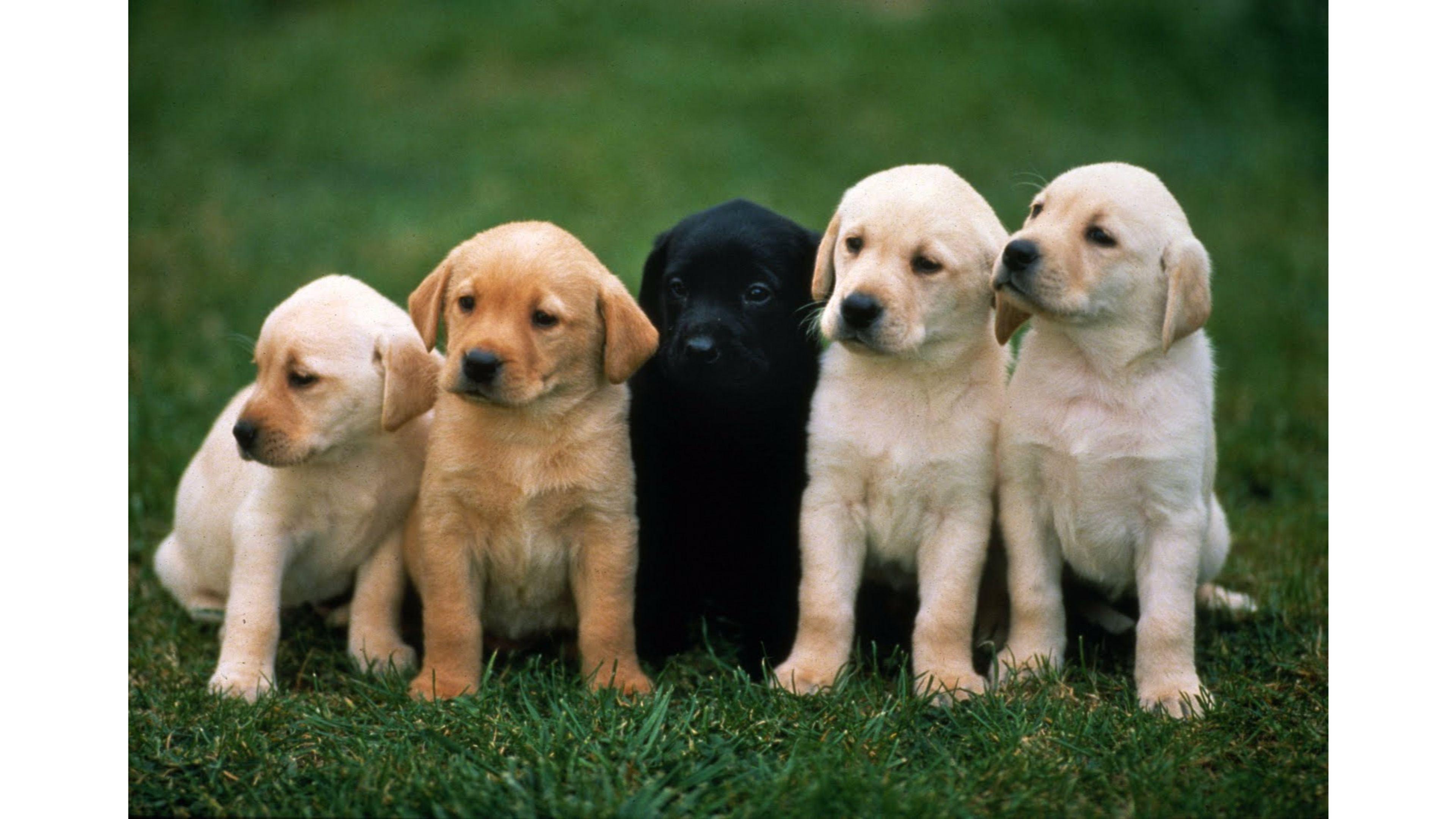 Dog Family Wallpapers - Top Free Dog Family Backgrounds - WallpaperAccess