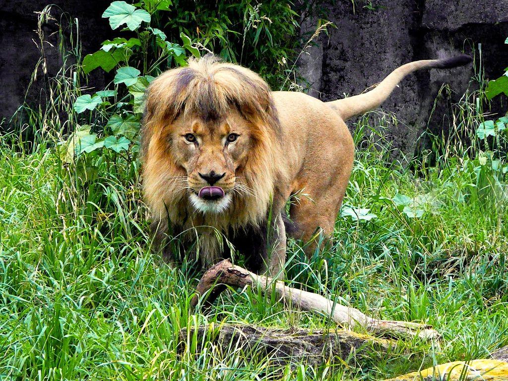 Stay Hungry Lion Wallpapers - Top Free Stay Hungry Lion Backgrounds ...