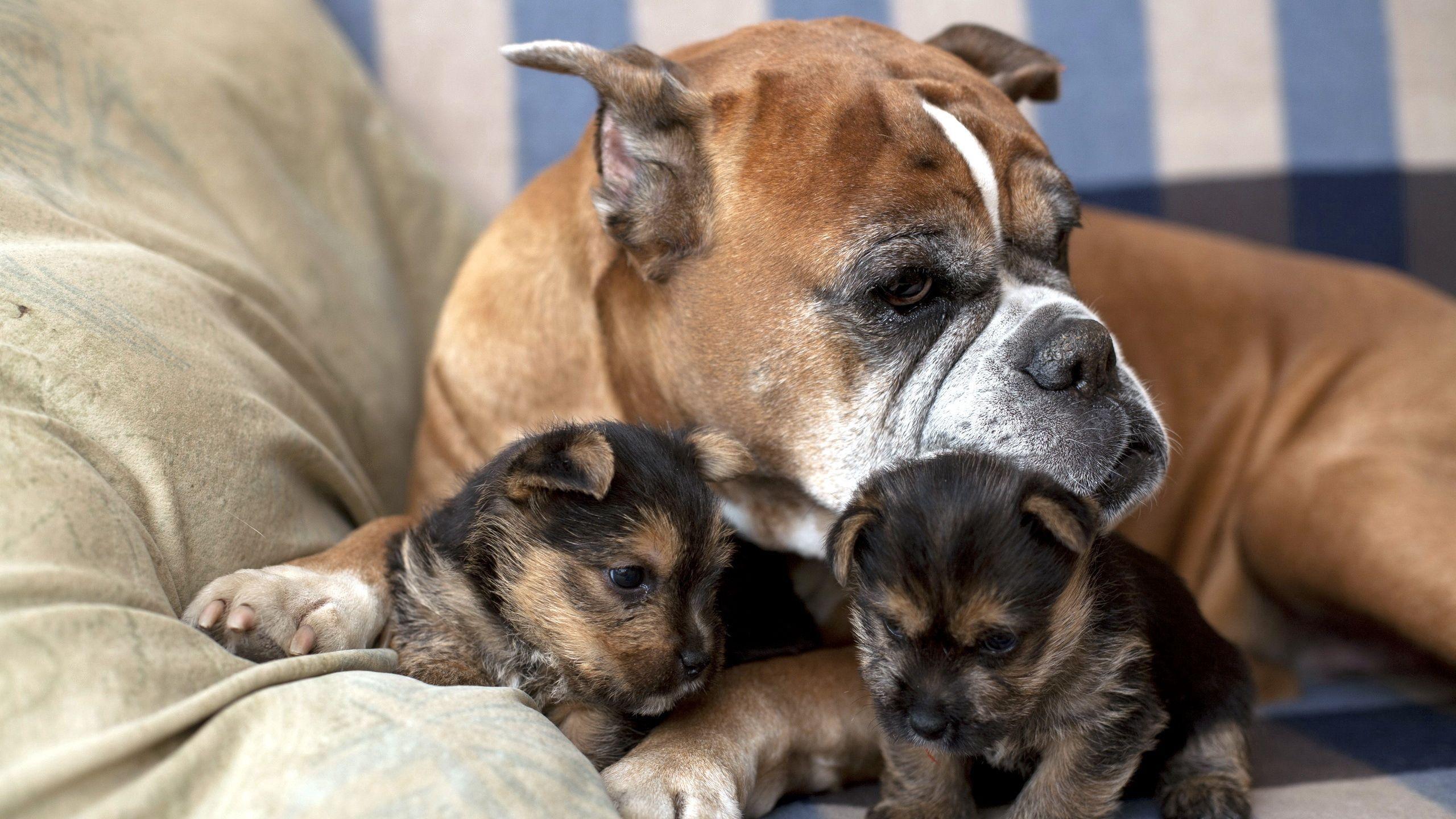 Dog Family Wallpapers - Top Free Dog Family Backgrounds - WallpaperAccess