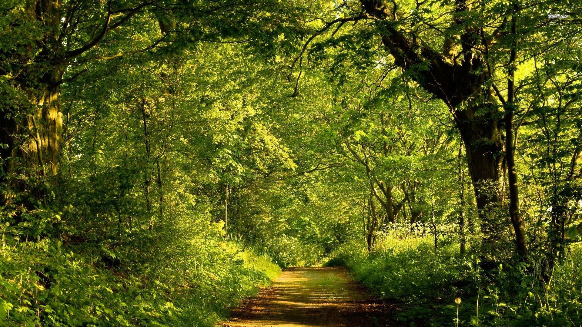 Forest Path Wallpapers - Top Free Forest Path Backgrounds - WallpaperAccess