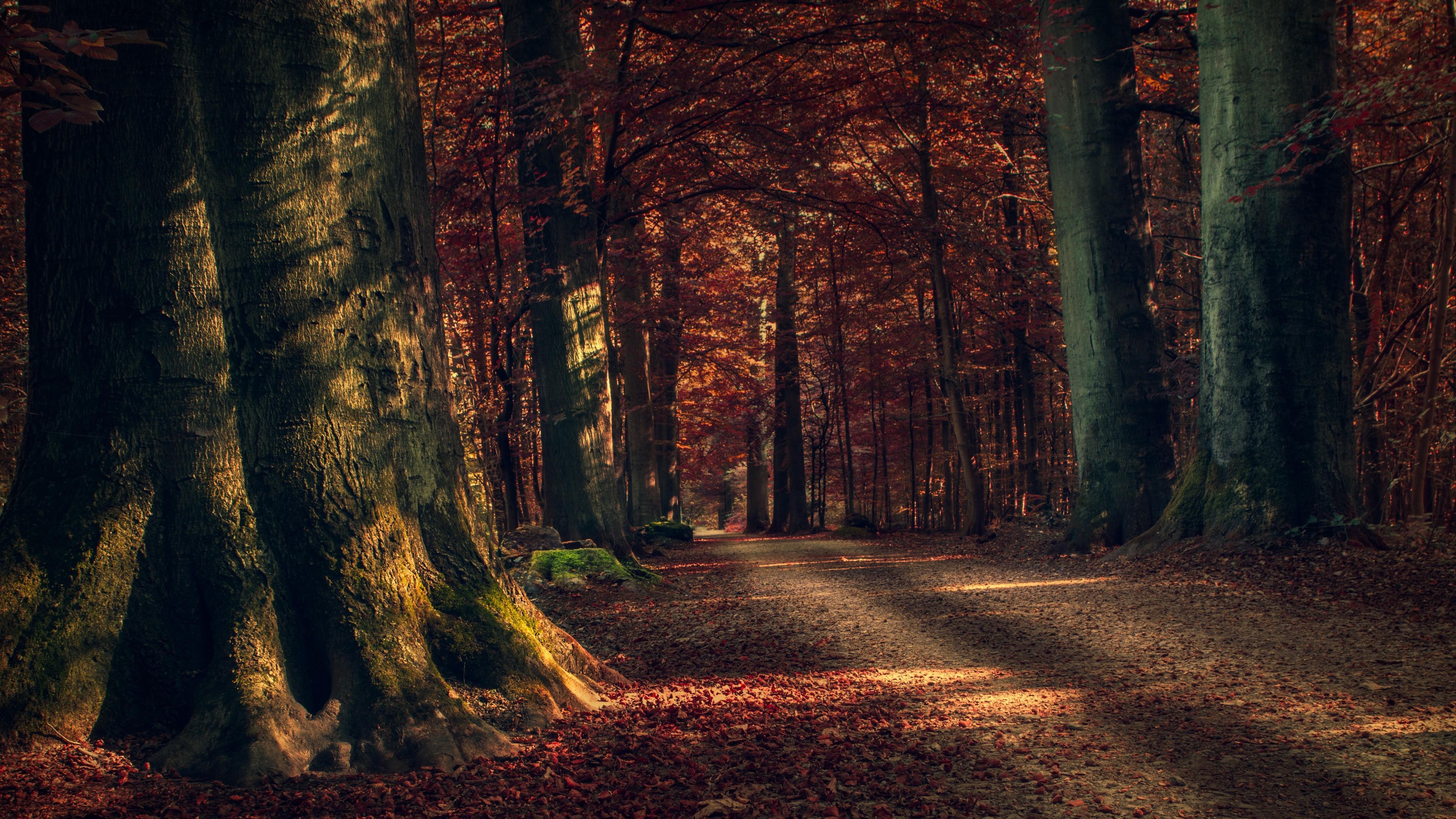 Forest Path Wallpapers - Top Free Forest Path Backgrounds - WallpaperAccess