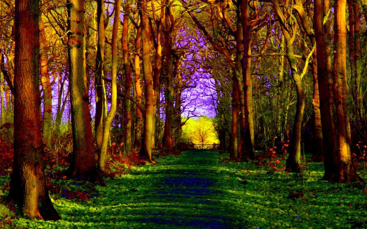 Forest Path Wallpapers - Top Free Forest Path Backgrounds - WallpaperAccess