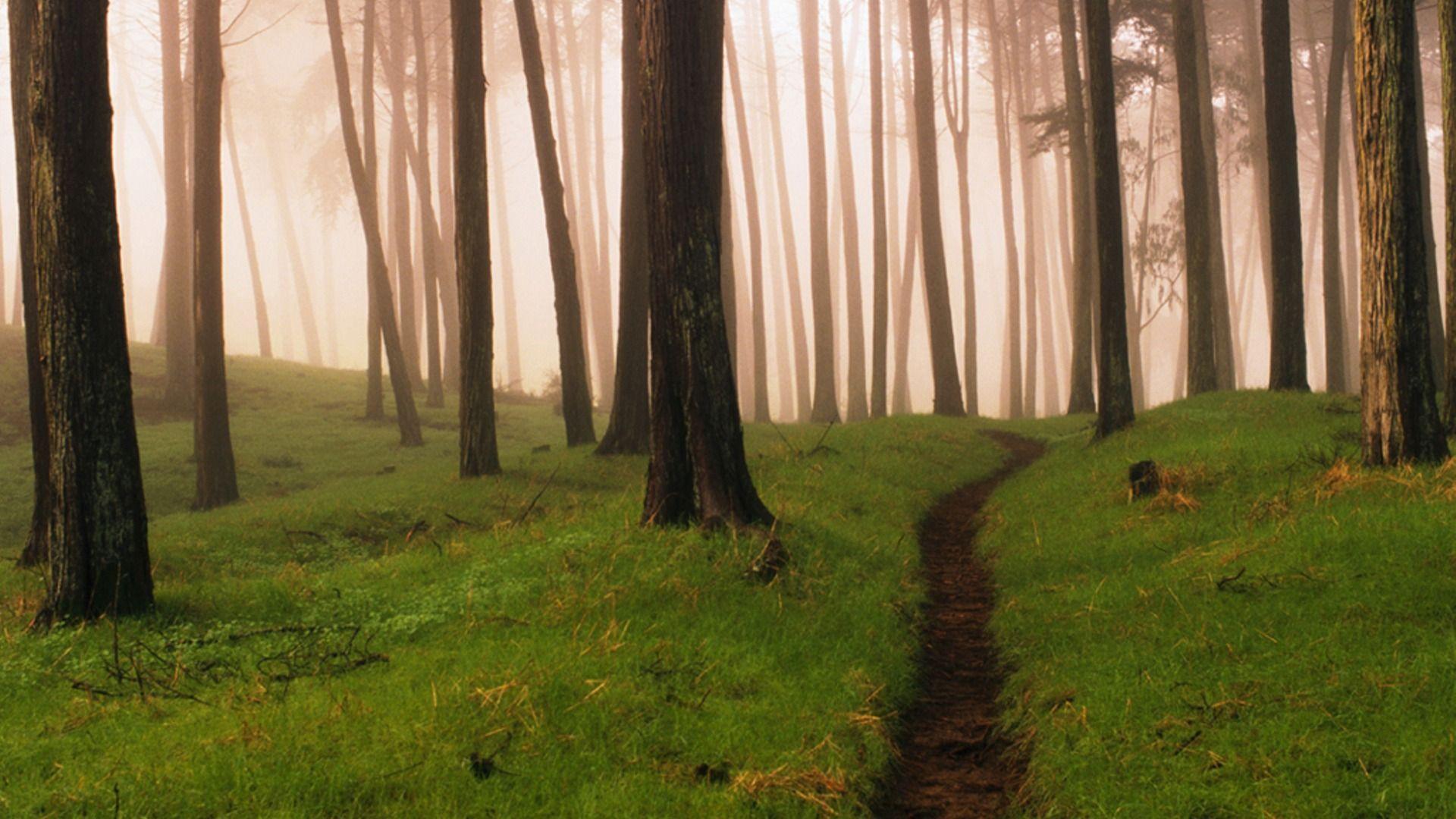 Forest Path Wallpapers - Top Free Forest Path Backgrounds - WallpaperAccess