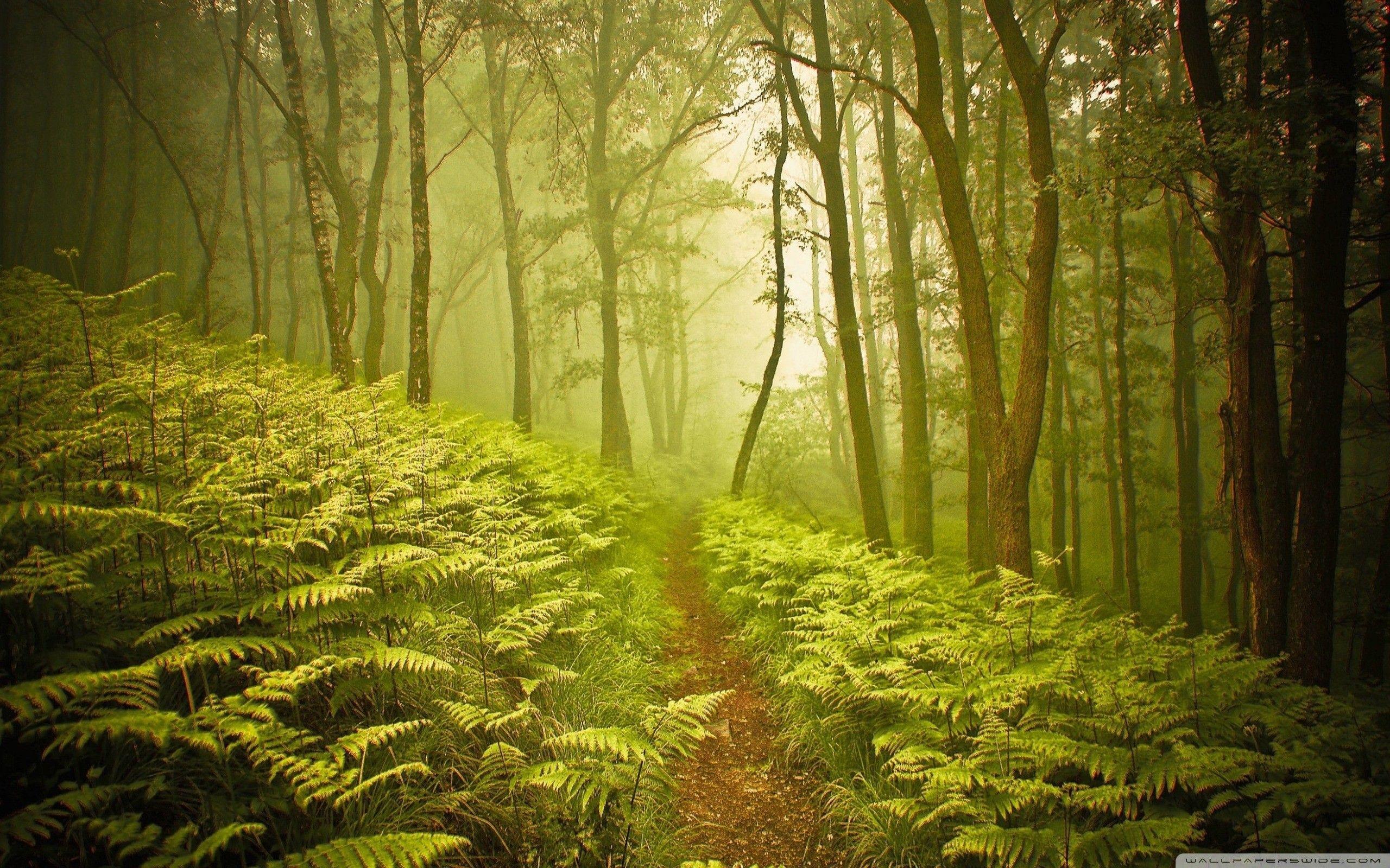 Forest Path Wallpapers - Top Free Forest Path Backgrounds - WallpaperAccess